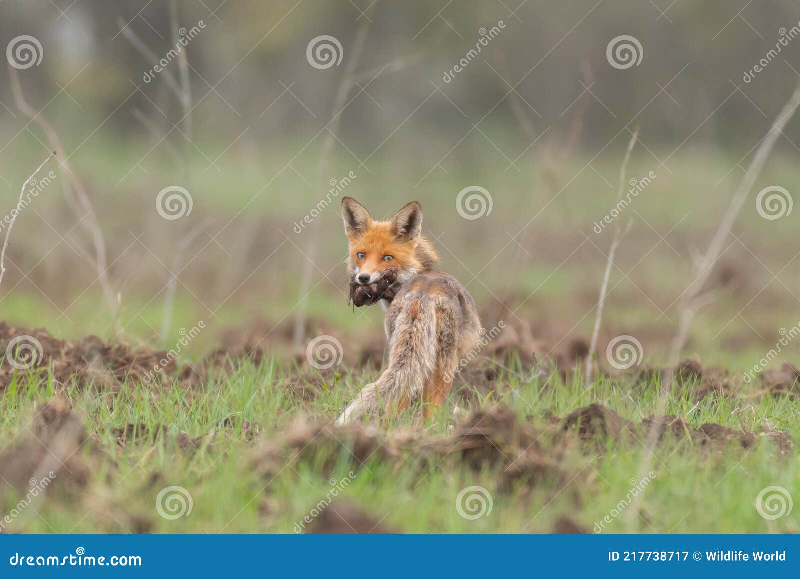 Red Fox Vulpes Vulpes. Mother Fox with Her Prey Stock Image - Image of ...