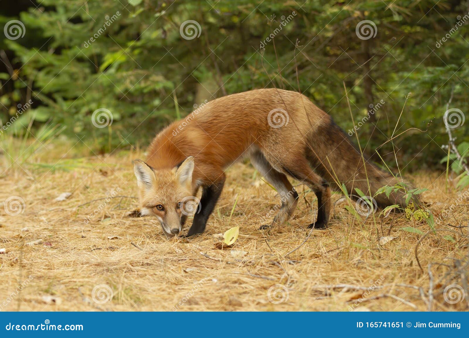 A Red Fox Vulpes Vulpes in Pine Tree Forest with a Bushy Tail Walking ...