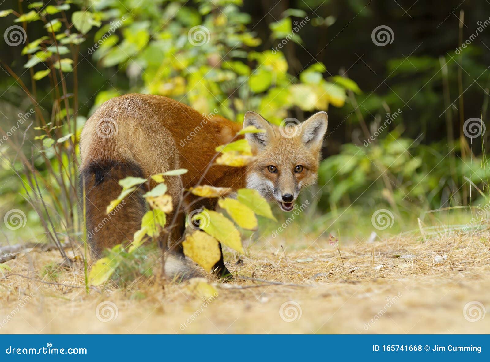 A Red Fox Vulpes Vulpes in Pine Tree Forest with a Bushy Tail Walking ...