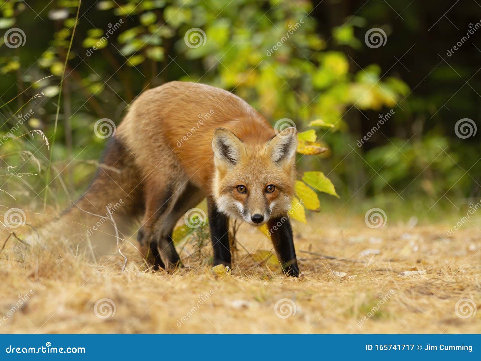 A Red Fox Vulpes Vulpes in Pine Tree Forest with a Bushy Tail Walking ...