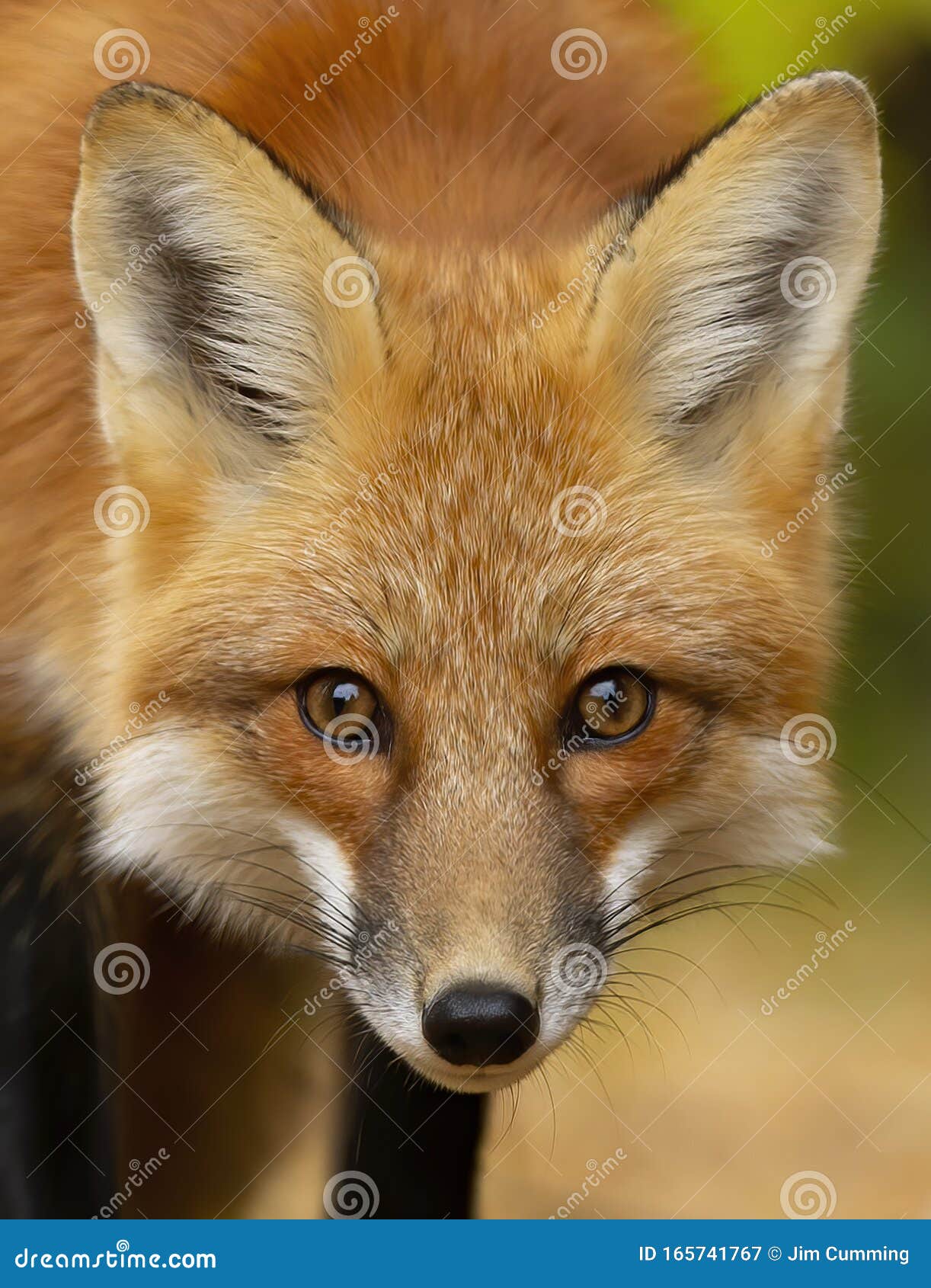 A Red Fox Vulpes Vulpes in Pine Tree Forest with a Bushy Tail Walking ...