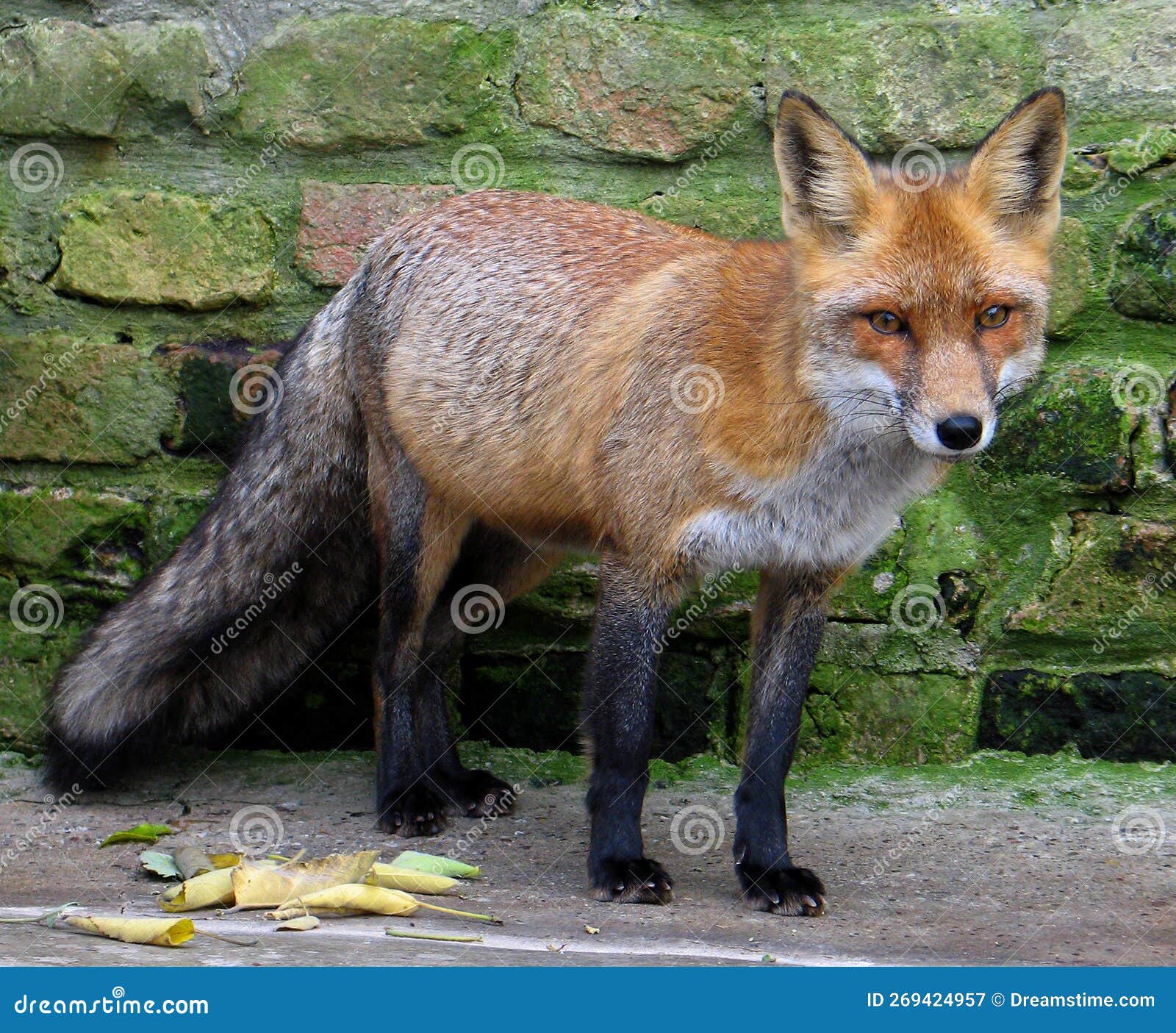 Red fox (Vulpes vulpes) stock image. Image of species - 269424957