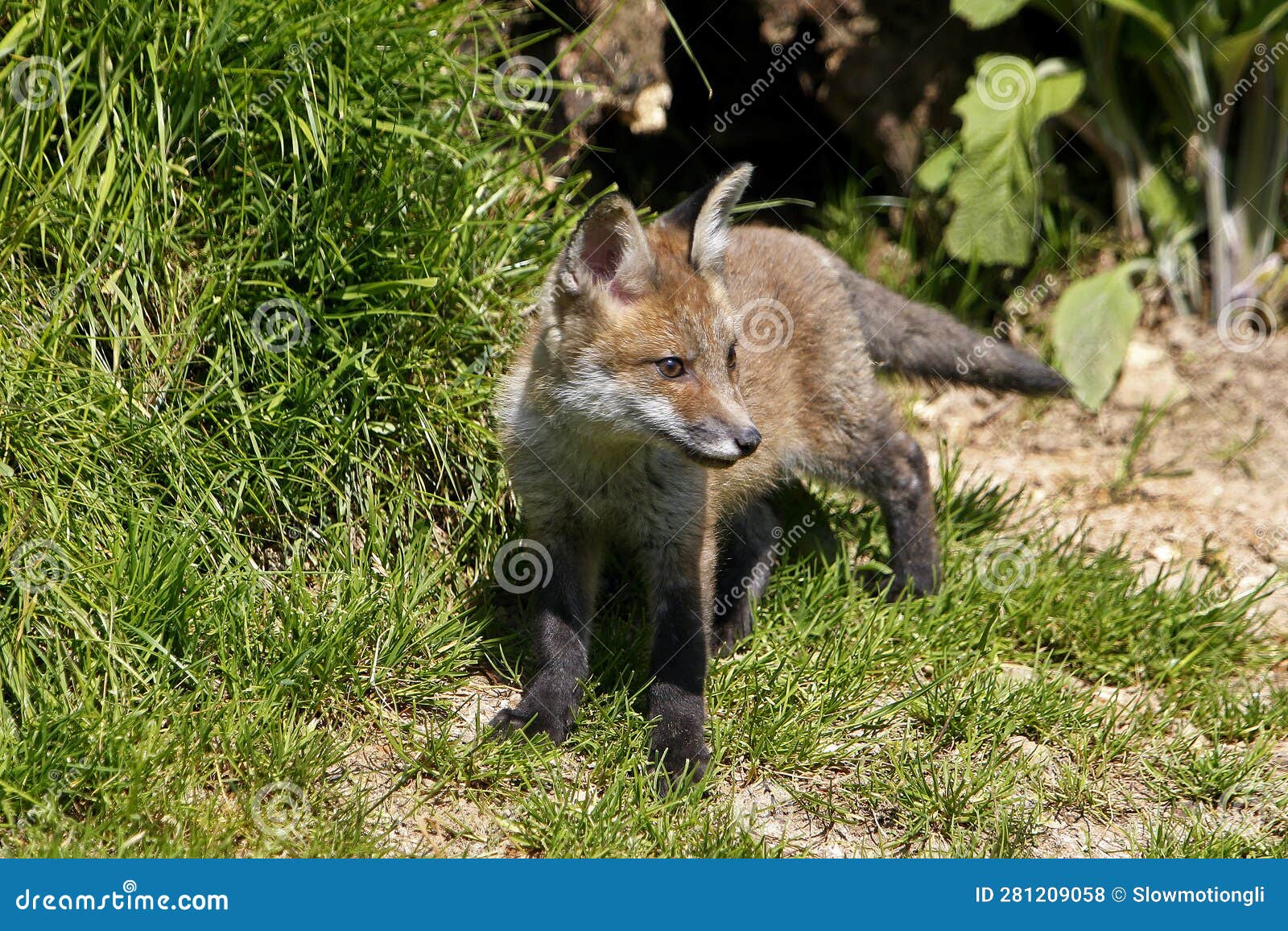 Red Fox, Vulpes Vulpes, Pup, Normandy in France Stock Photo - Image of ...