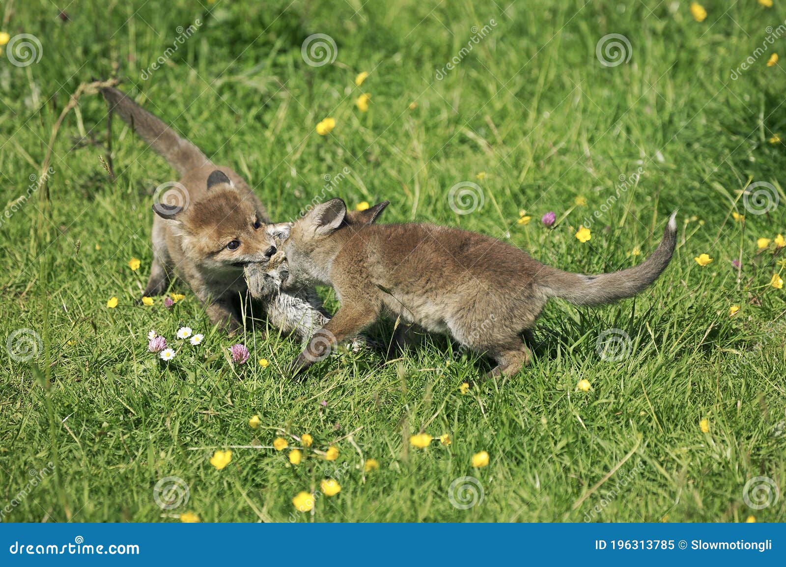 Red Fox, Vulpes Vulpes, Pup with Wild Rabbit in Mouth, Normandy Stock ...