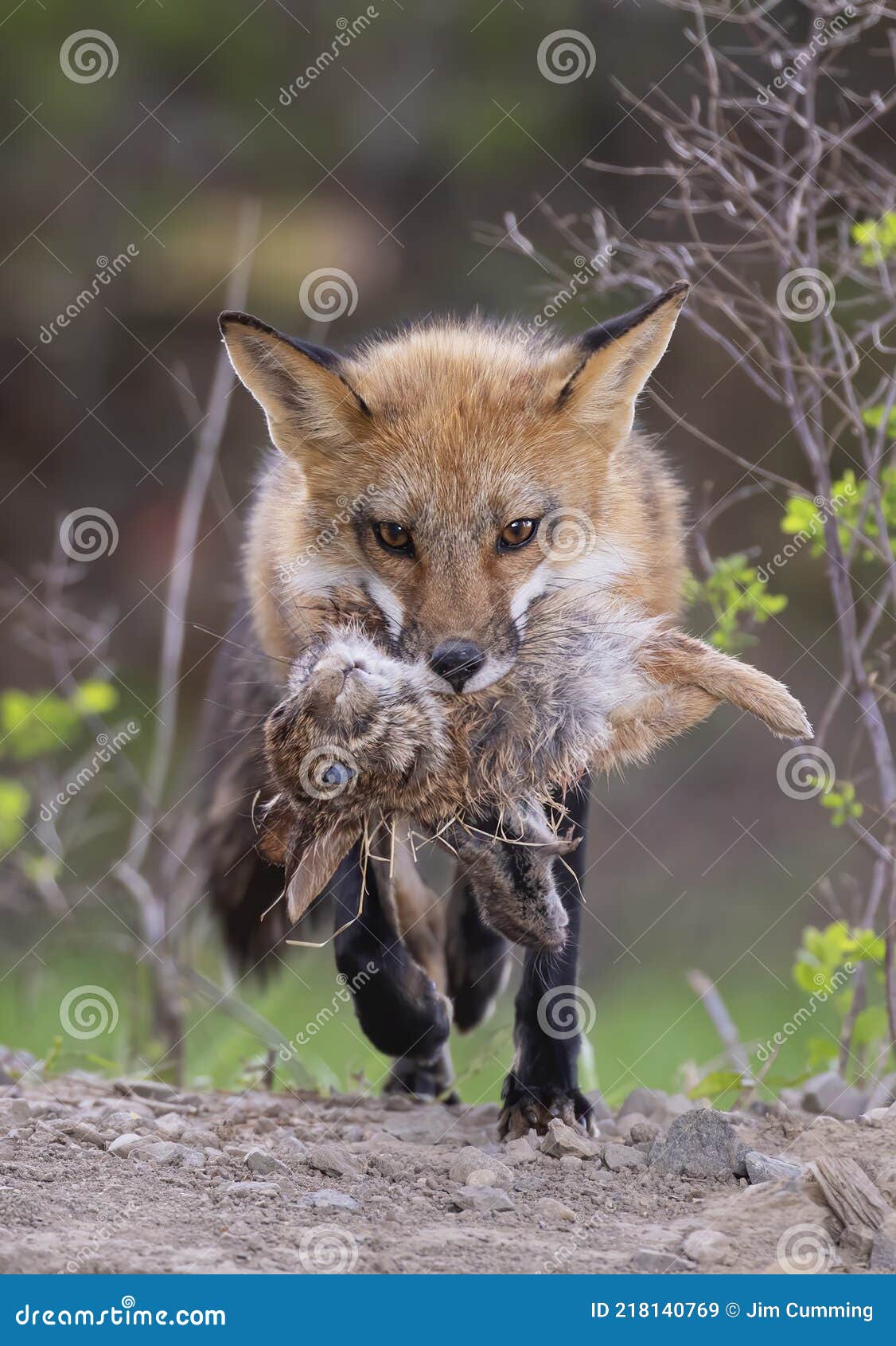 A Red Fox Vulpes Vulpes with a Rabbit and Chipmunk in Mouth for Her ...