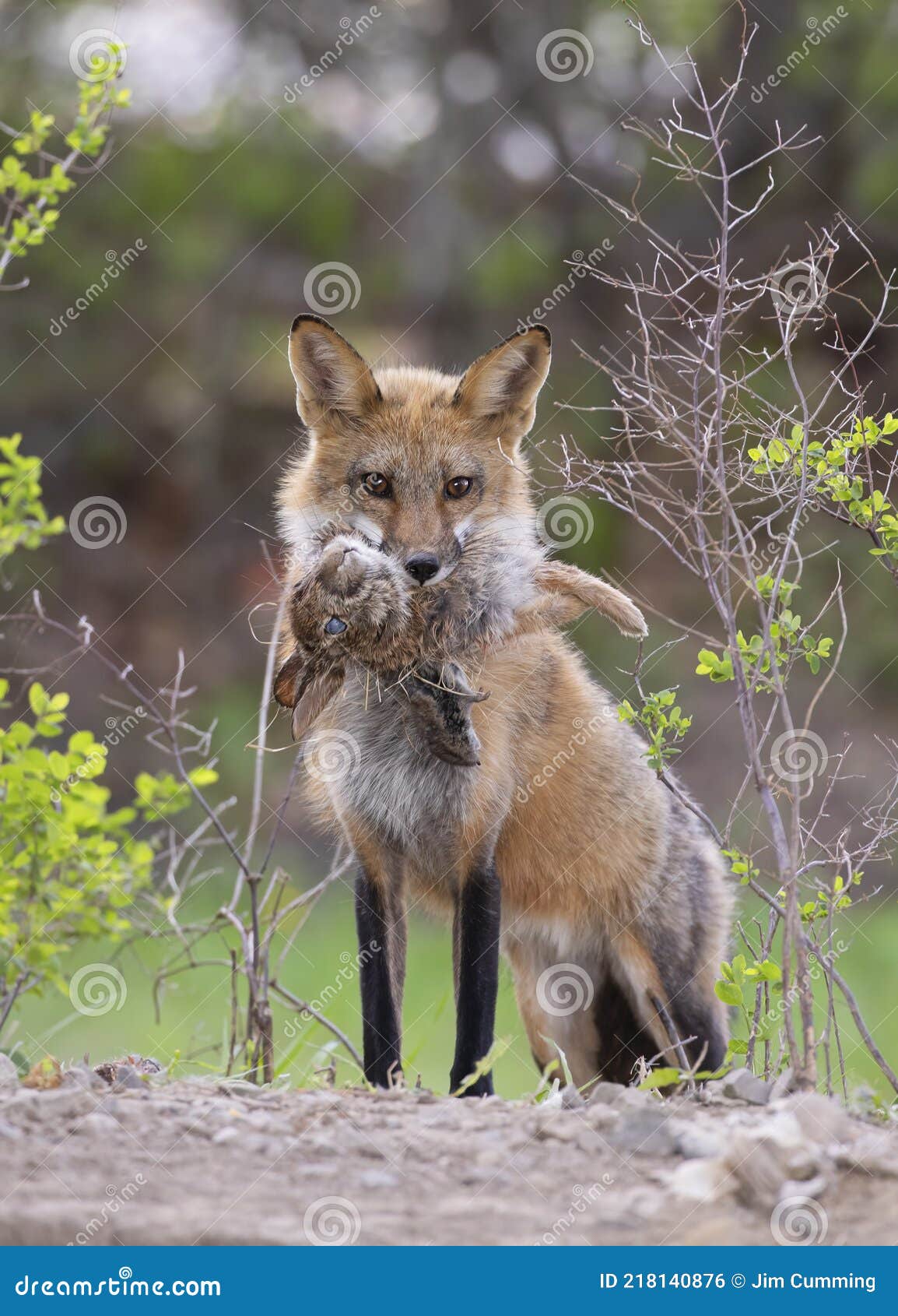 A Red Fox Vulpes Vulpes with a Rabbit and Chipmunk in Mouth for Her ...