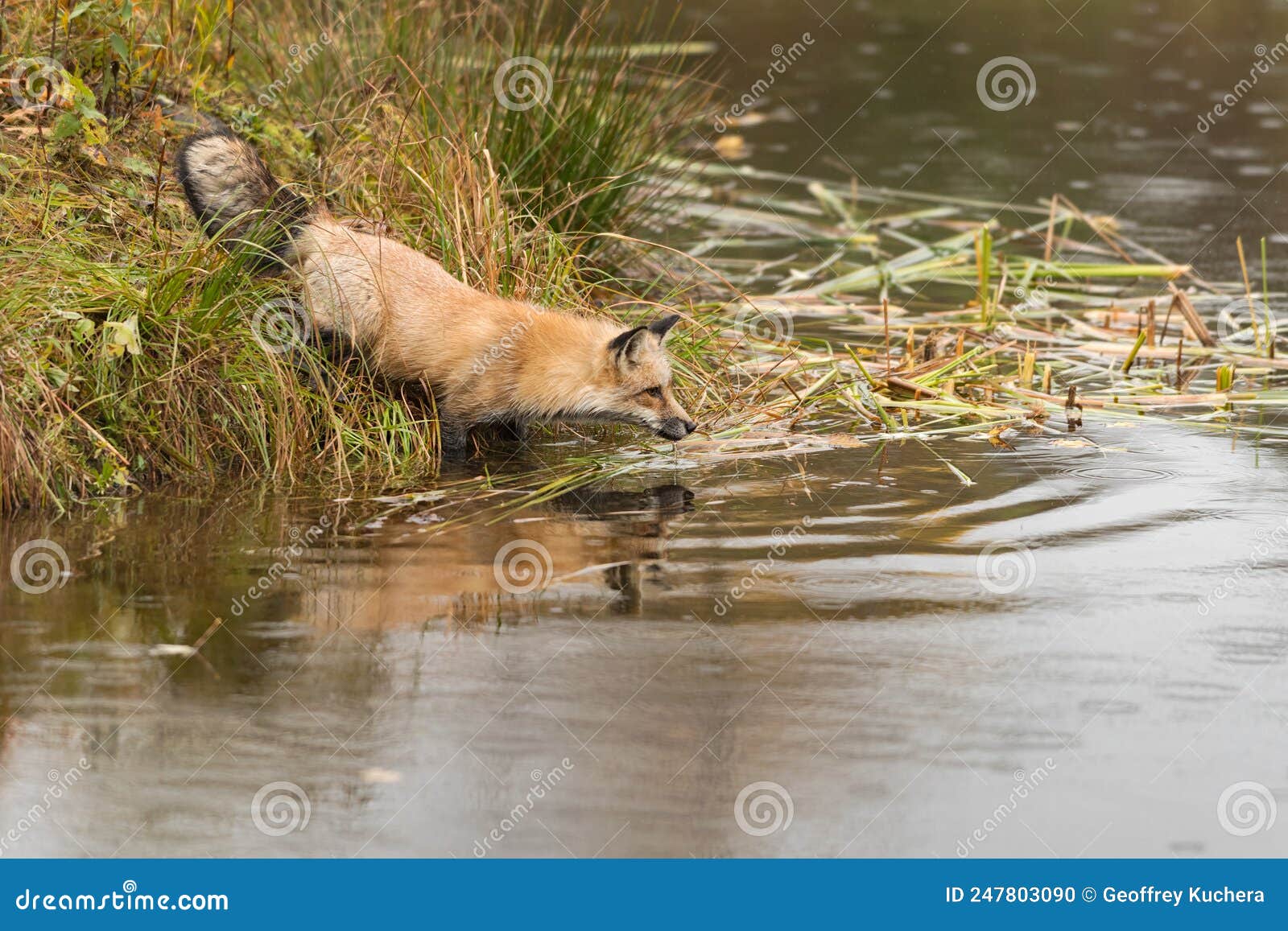 Red Fox Vulpes Vulpes Reflected in Rain Spotted Water Autumn Stock ...