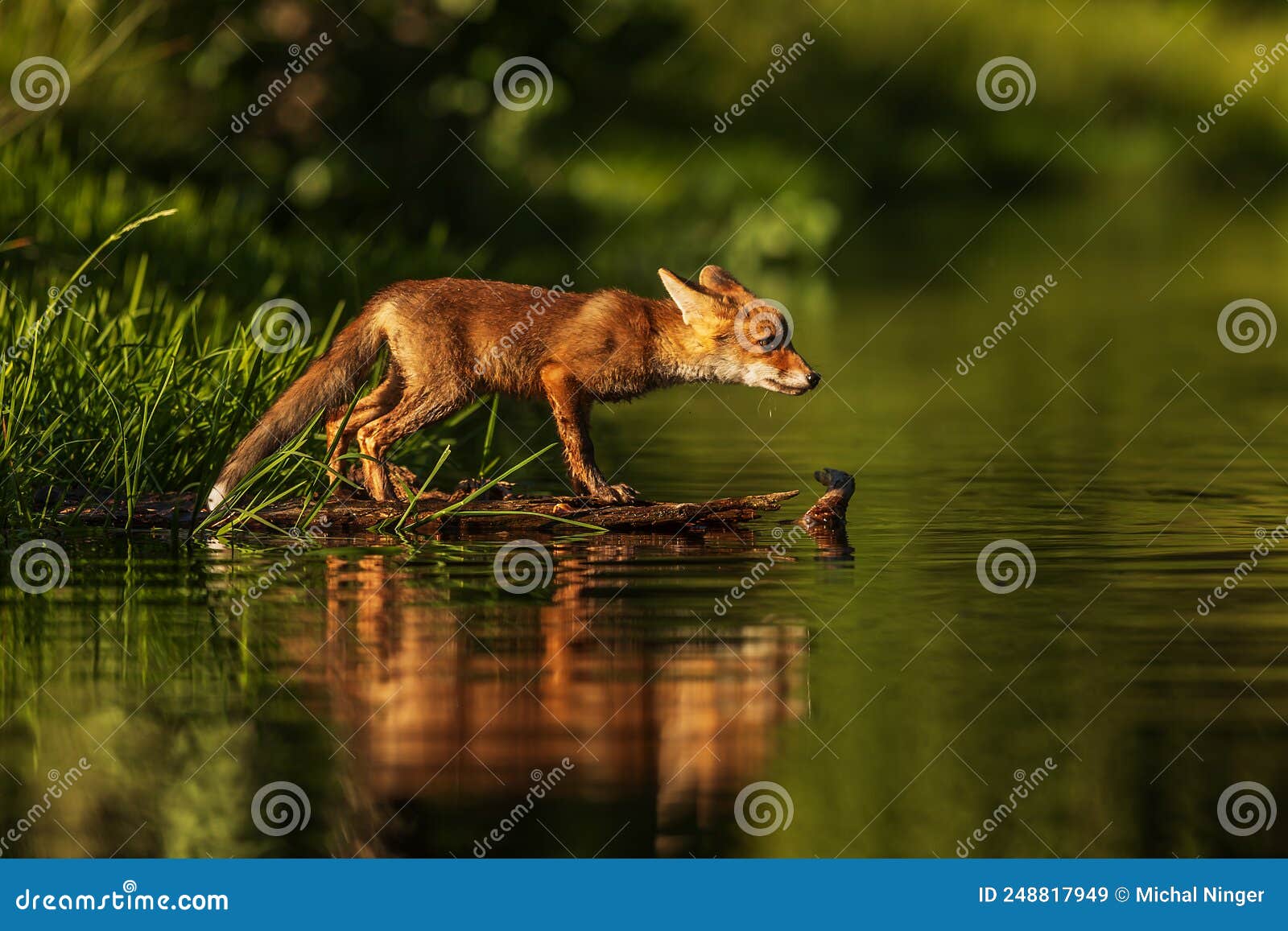 Red Fox Vulpes Vulpes the Reflection is Mirrored on the Surface Stock ...