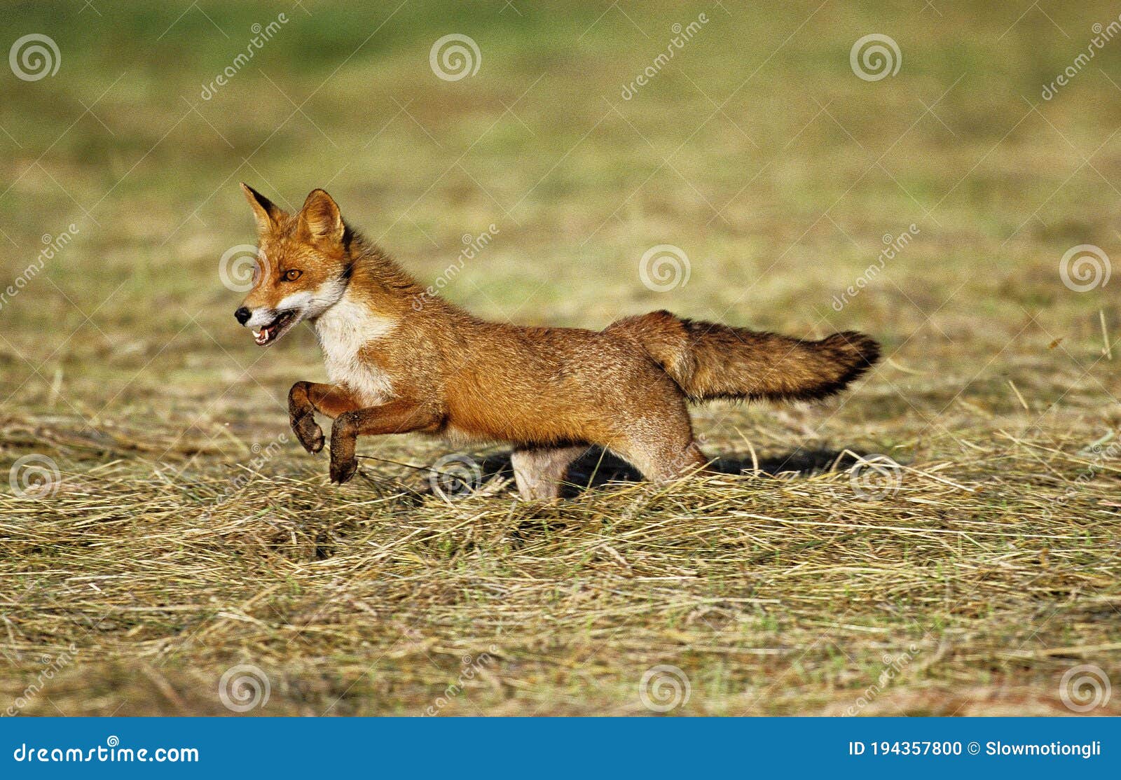 Red Fox Vulpes Vulpes Running Away Royalty-Free Stock Image ...
