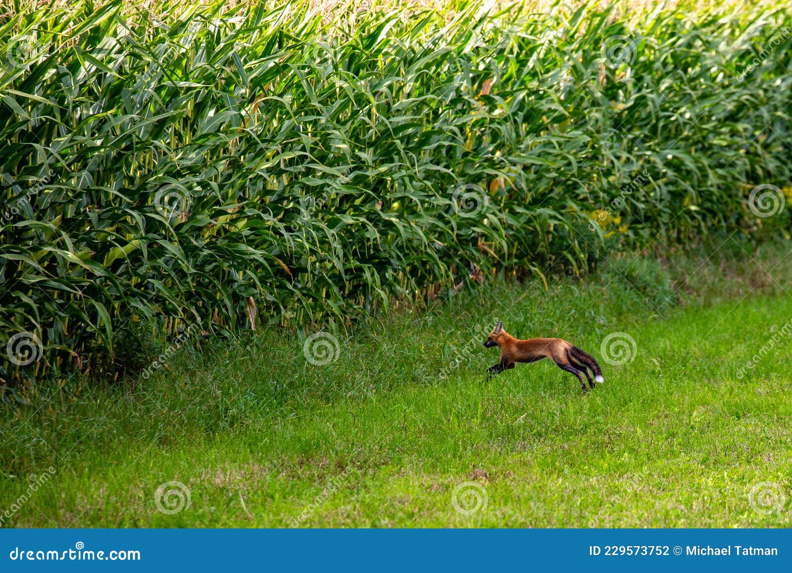 Red Fox Vulpes Vulpes Running Next To a Wisconsin Cornfield in ...