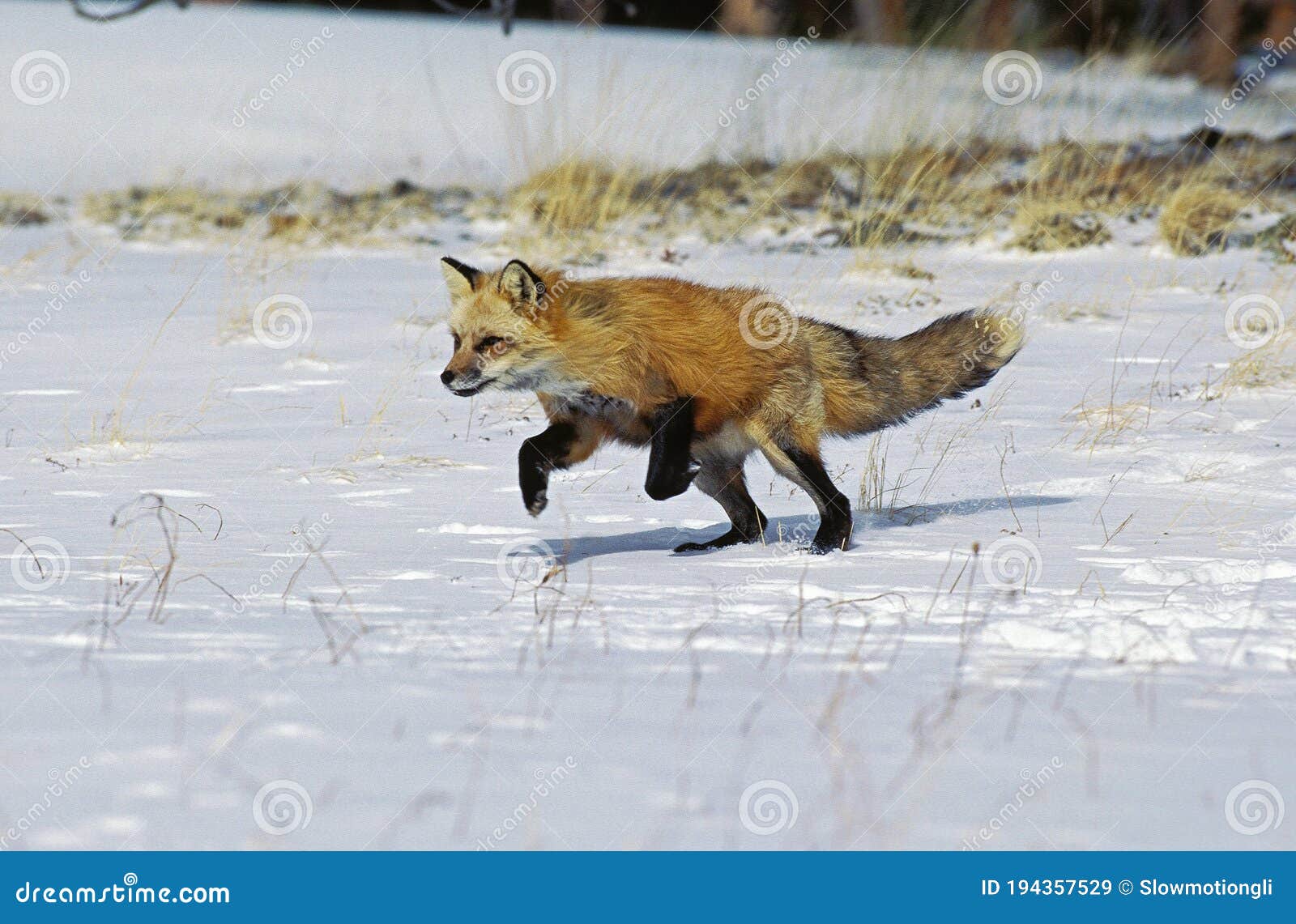 Red Fox Vulpes Vulpes Running Away Royalty-Free Stock Image ...