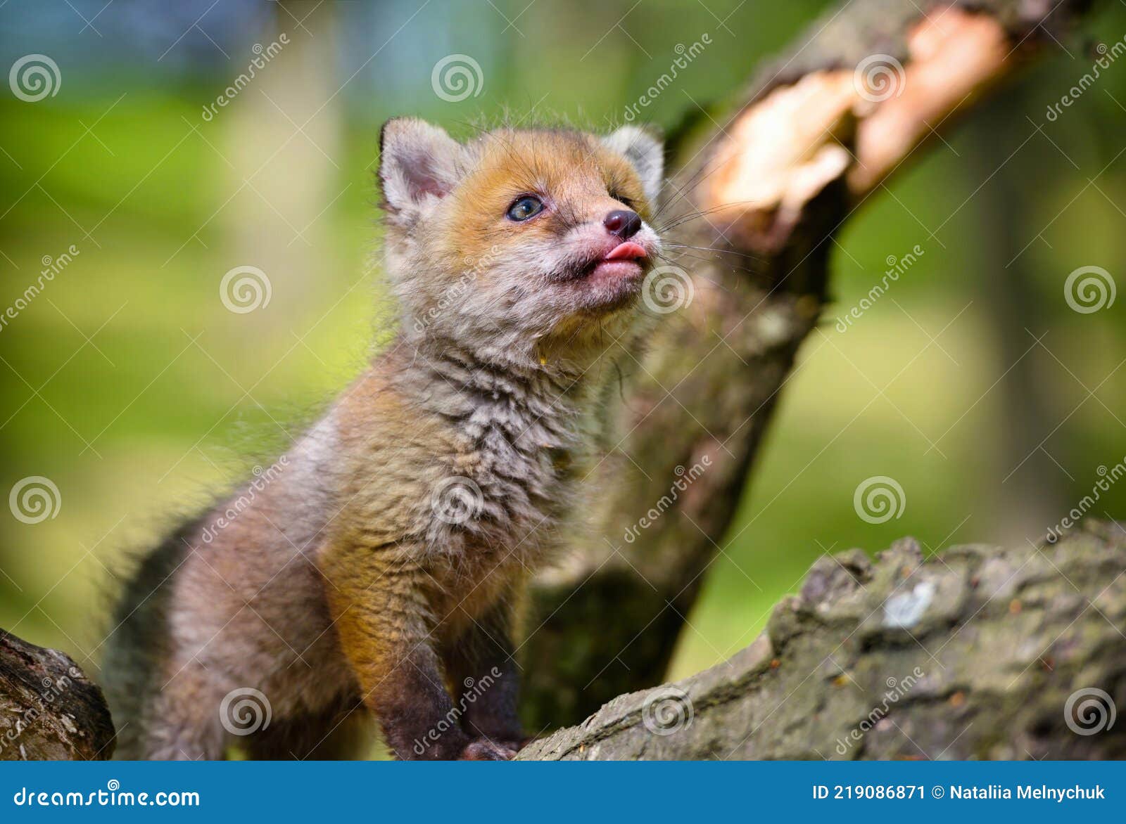 Red Fox Vulpes Vulpes, Small Cute Cub in the Spring Forest Stock Image ...