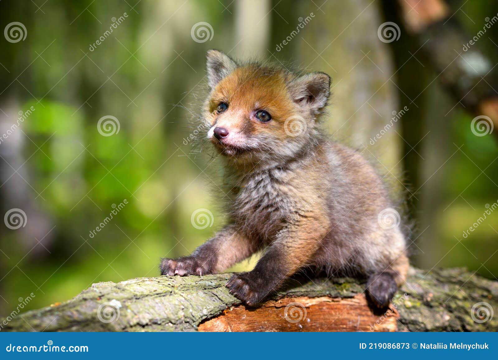 Red Fox Vulpes Vulpes, Small Cute Cub in the Spring Forest Stock Image ...