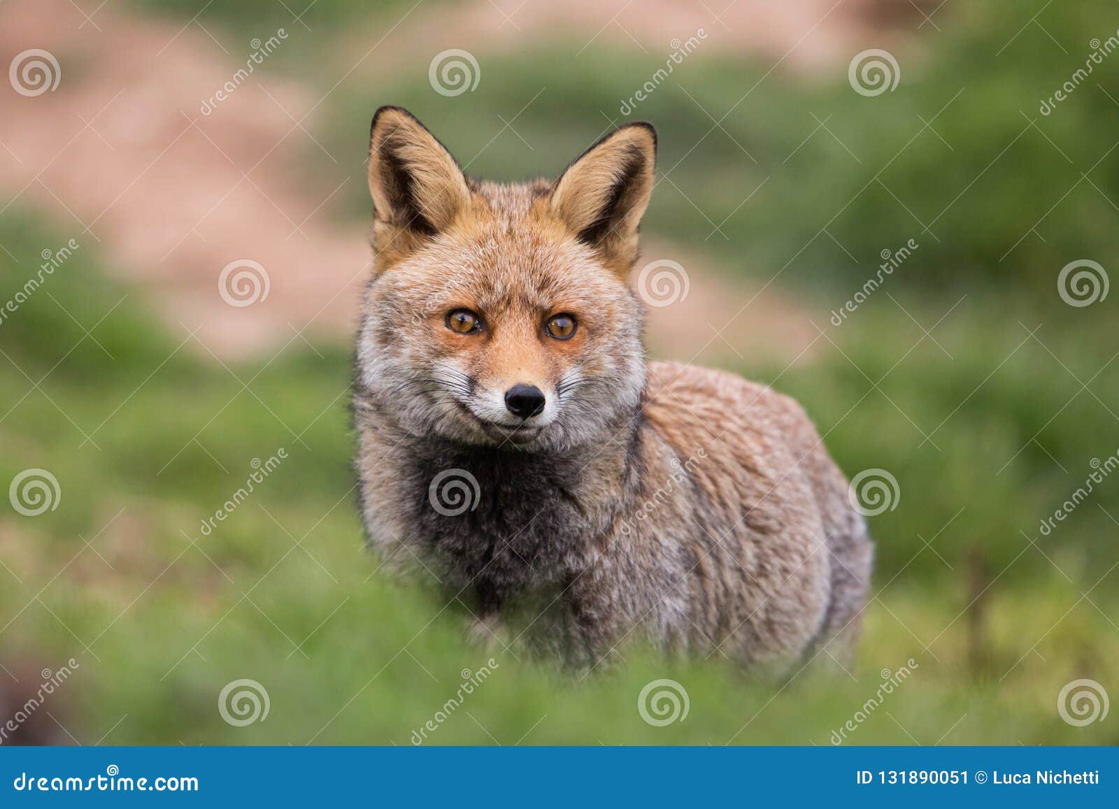 Red Fox (Vulpes Vulpes) Staring at Camera, Spain Stock Image - Image of ...