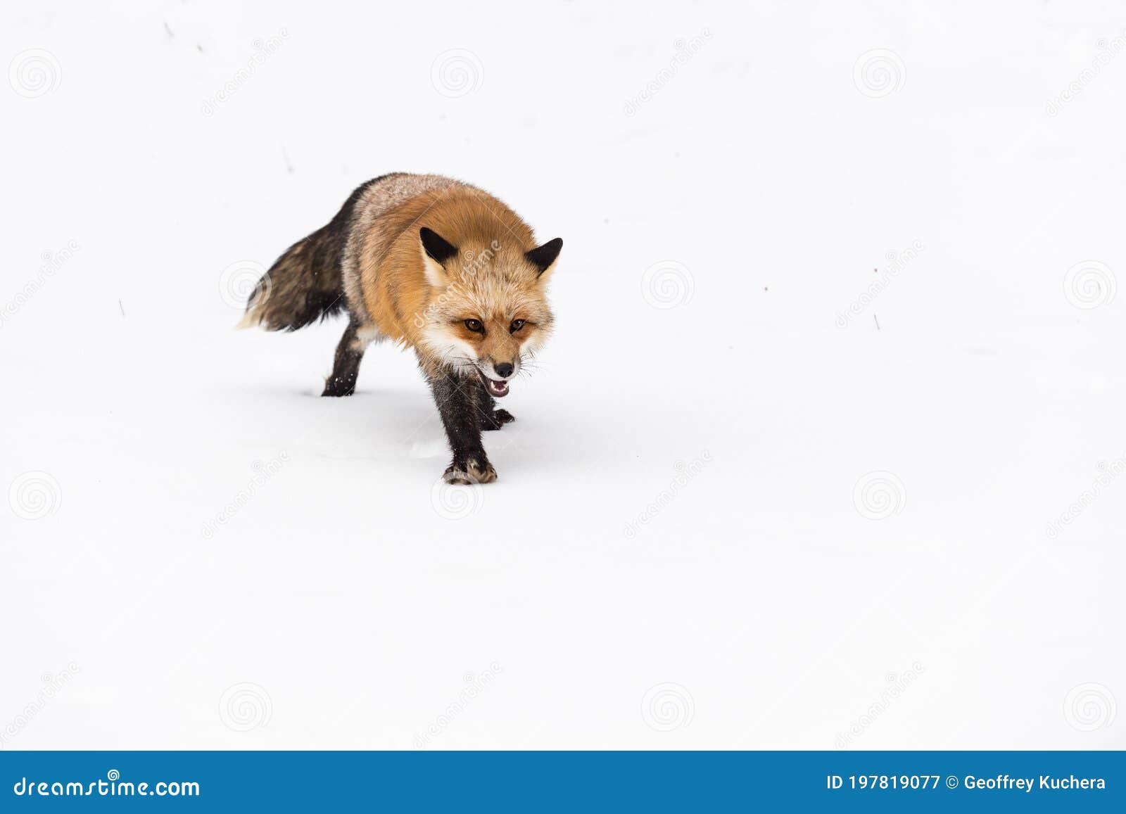 Red Fox Vulpes Vulpes Steps Forward Nose Down In Front Of Old Truck ...