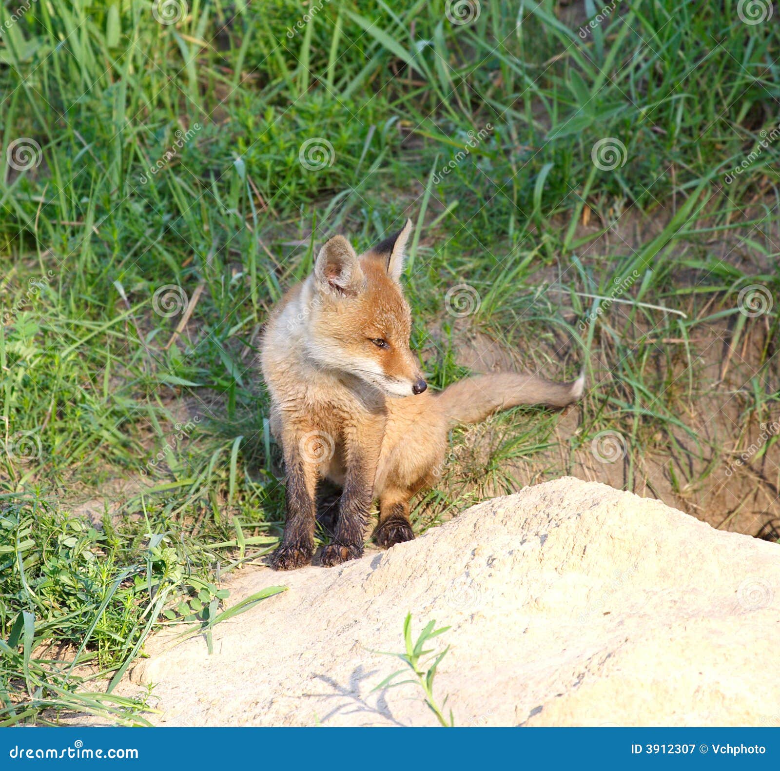 Red Fox ( Vulpes Vulpes ) Picture. Image: 3912307