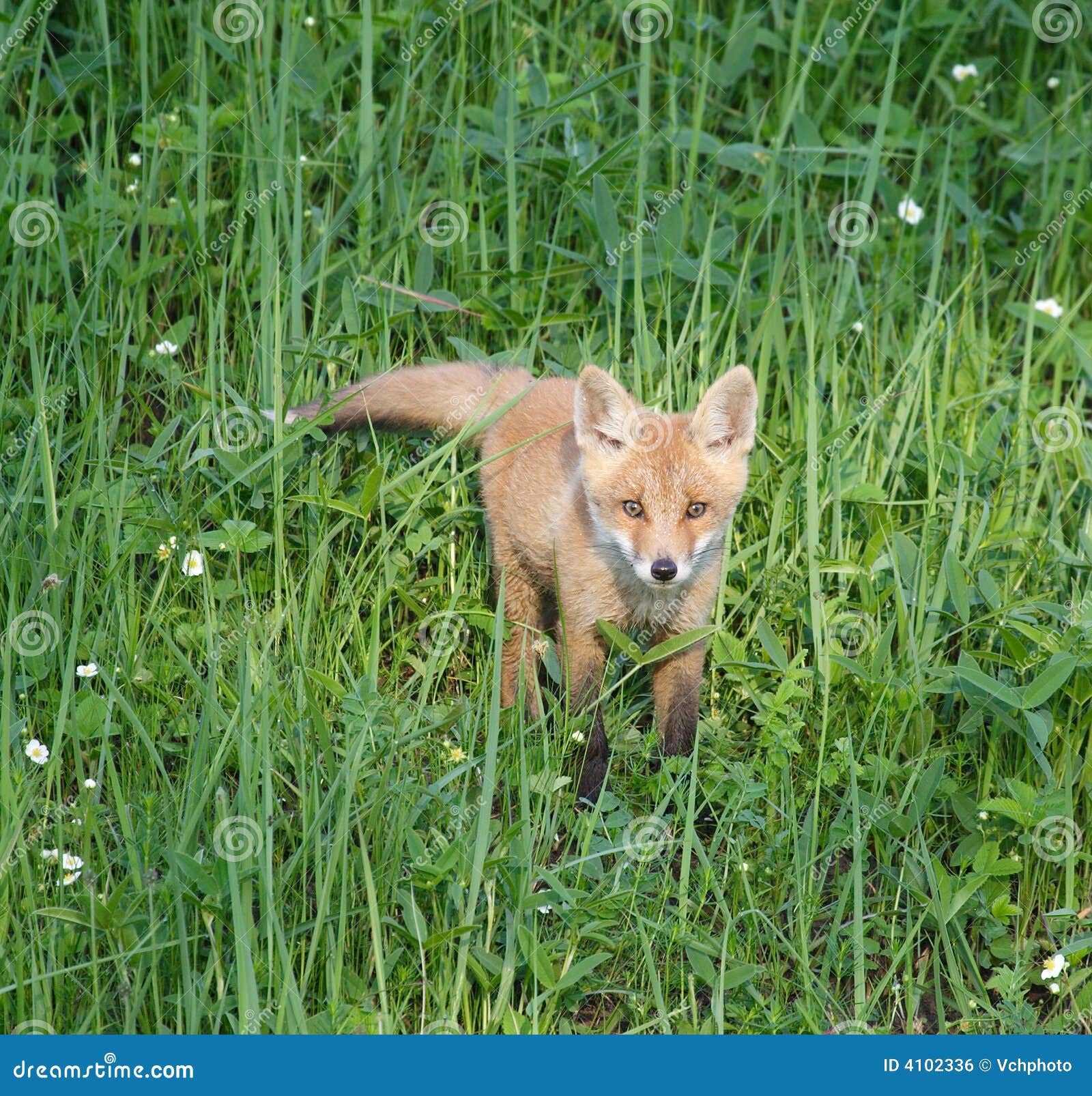 Red Fox ( Vulpes vulpes ) stock photo. Image of safari - 4102336