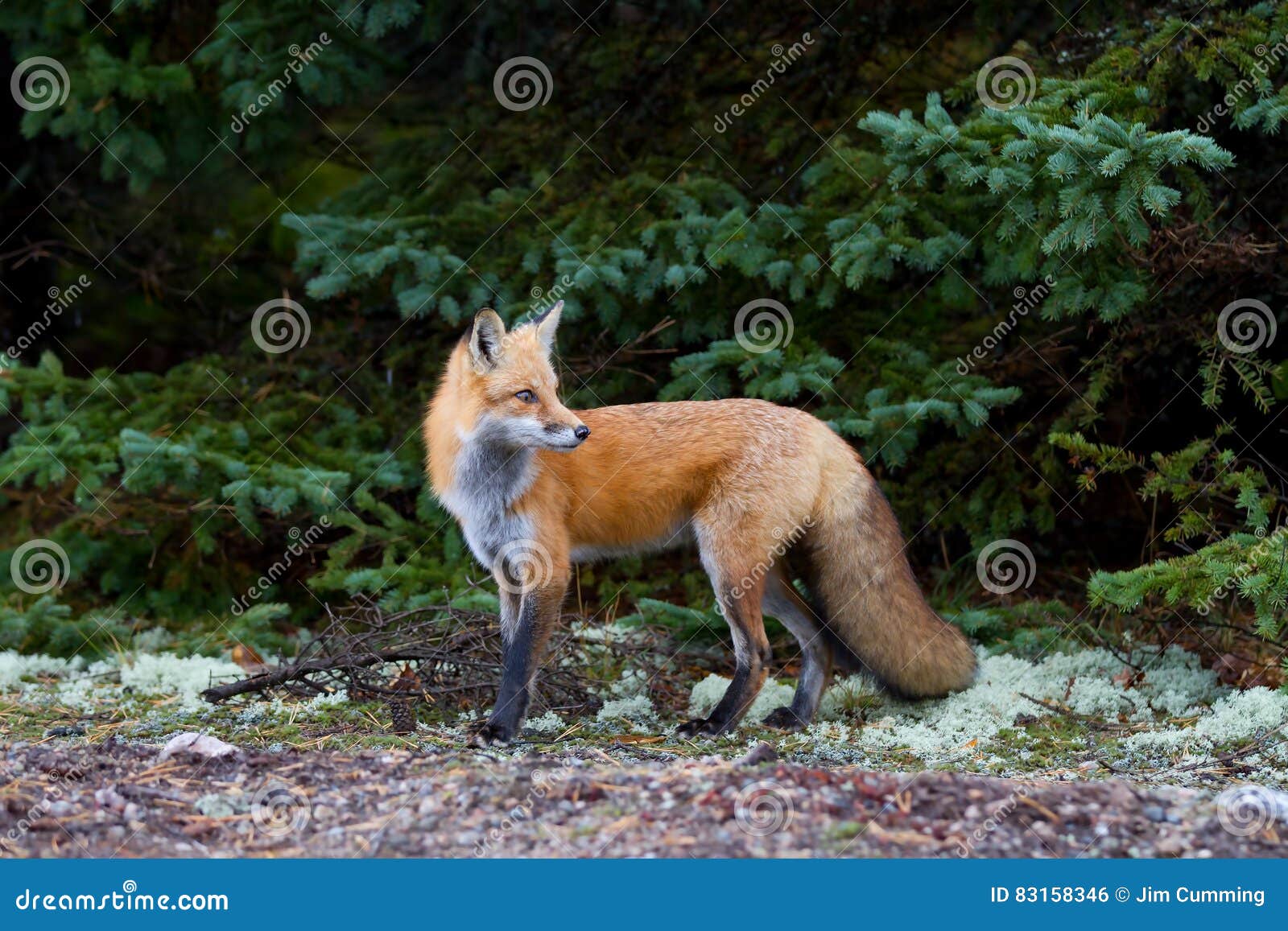 Red Fox Vulpes Vulpes in Algonquin Park, Canada in Autumn Stock Photo ...