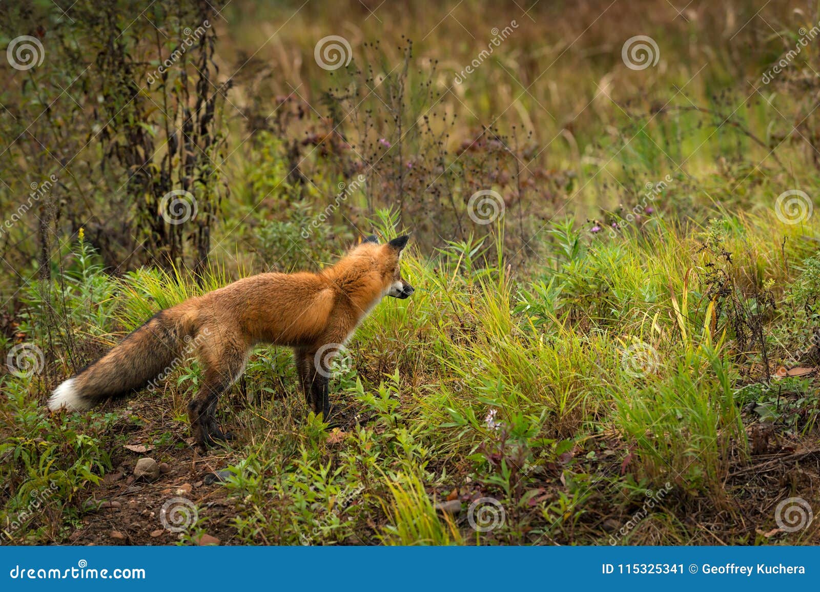 Red Fox Vulpes Vulpes in Bottom Left Hand Corner Looking Back Stock ...