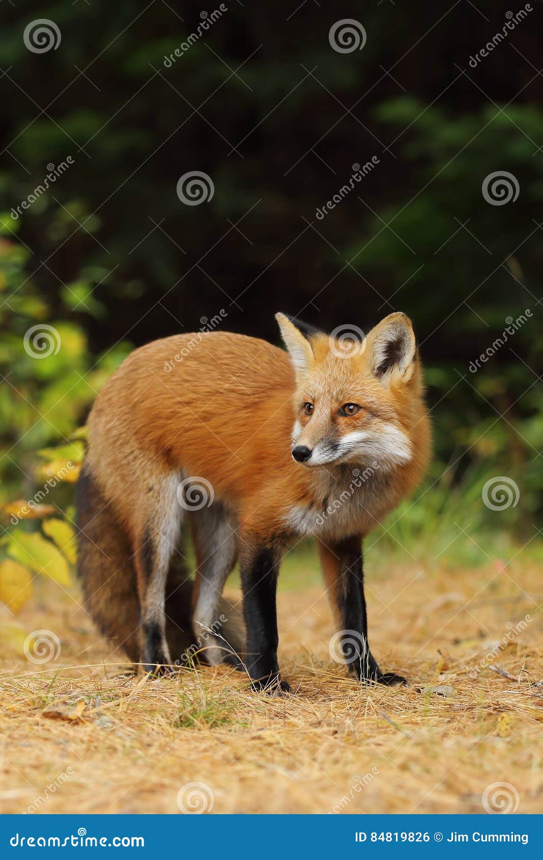 Red Fox Vulpes Vulpes Chews on Pine Needles in Autumn in Algonquin Park ...
