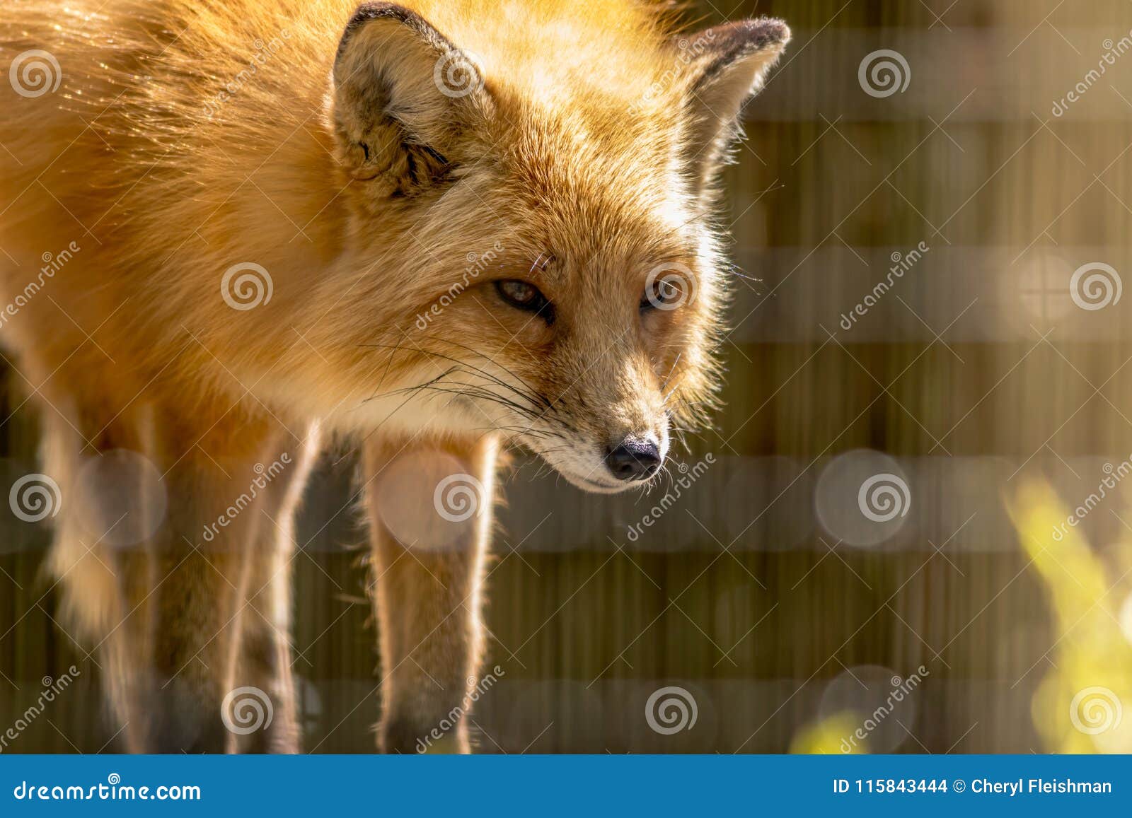 Red Fox Close-up in Soft Light Stock Photo - Image of close, single ...