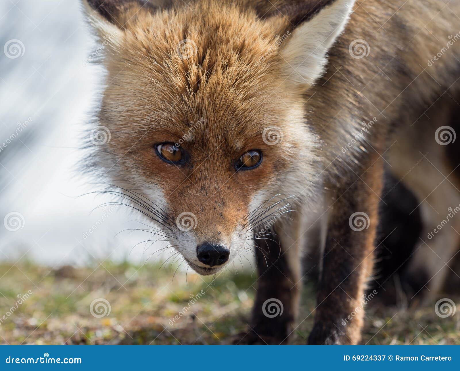 Red Fox (Vulpes Vulpes) Close-up Portrait Stock Image - Image of eyes ...