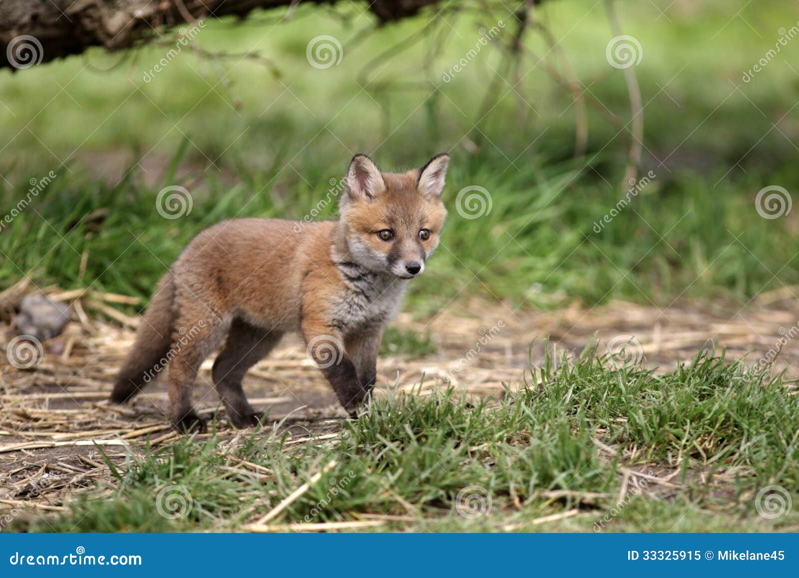 Red fox, Vulpes vulpes stock image. Image of nature, wildlife - 33325915