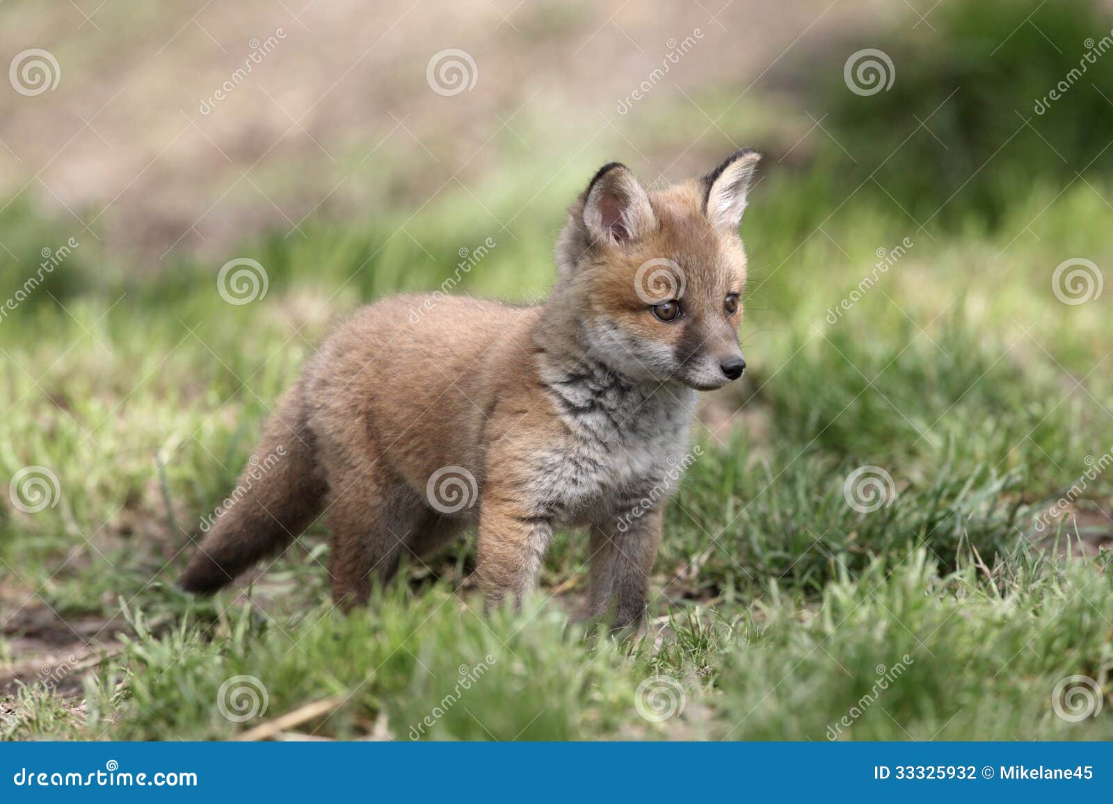 Red fox, Vulpes vulpes stock photo. Image of wildlife - 33325932