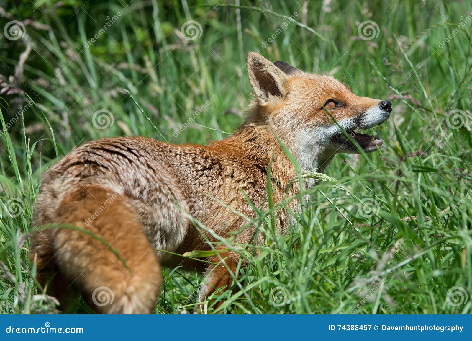 Red Fox (Vulpes Vulpes) stock image. Image of swift, species - 74388457