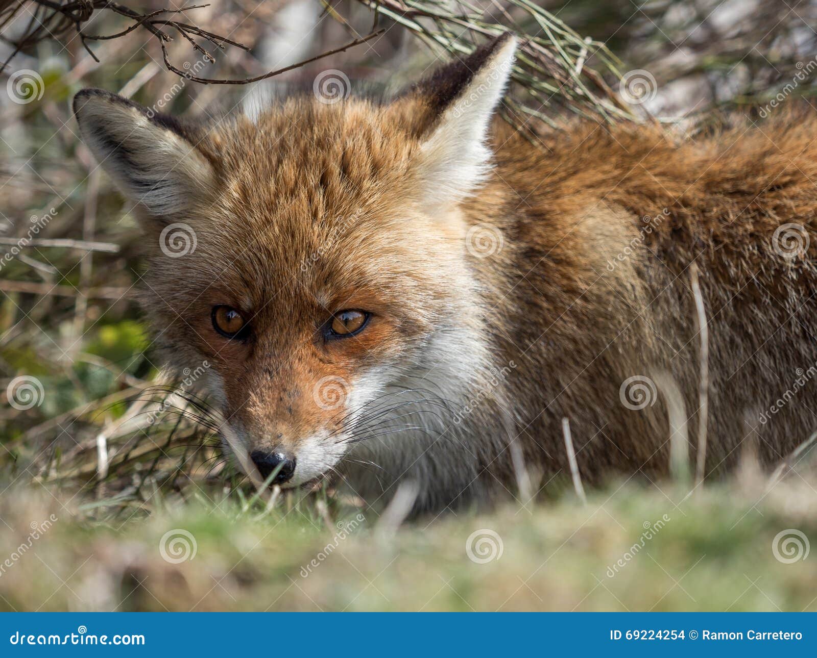 Hidden Red Fox, Vulpes Vulpes, At Snow Winter. Wildlife Scene From ...