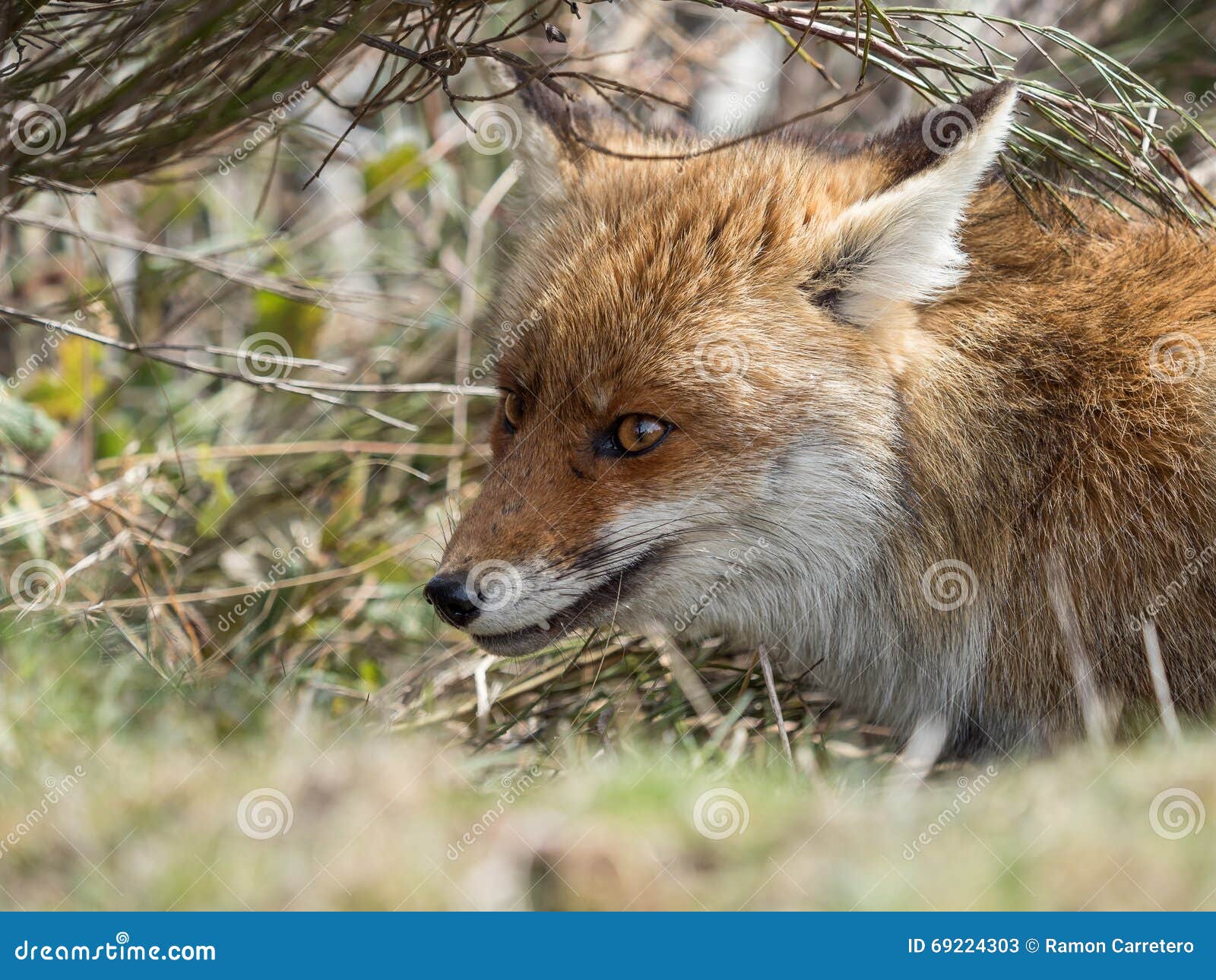 Red Fox (Vulpes Vulpes) Hidden Stock Image - Image of nature, furry ...