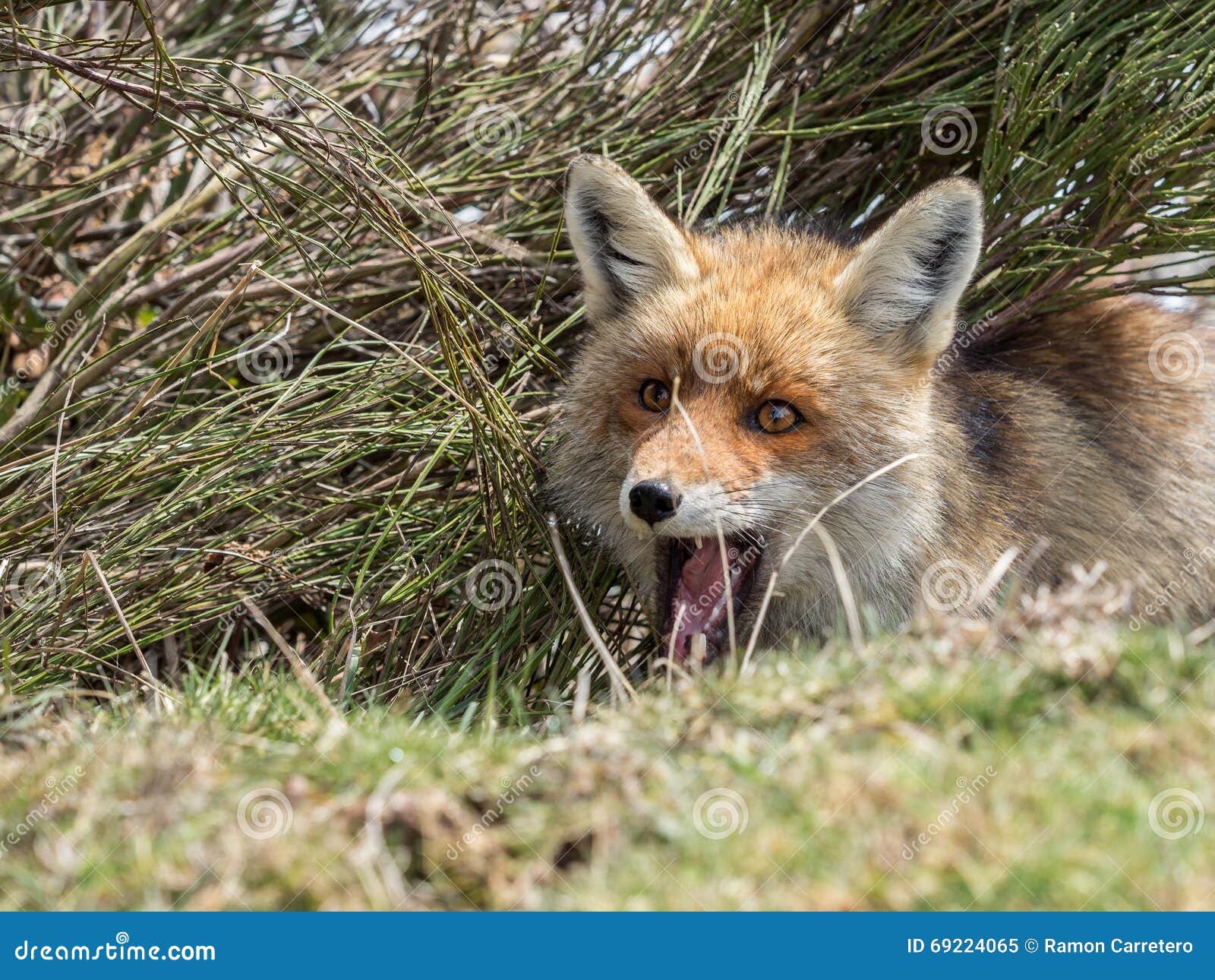 Red Fox (Vulpes Vulpes) Hidden Stock Image - Image of smart, canines ...