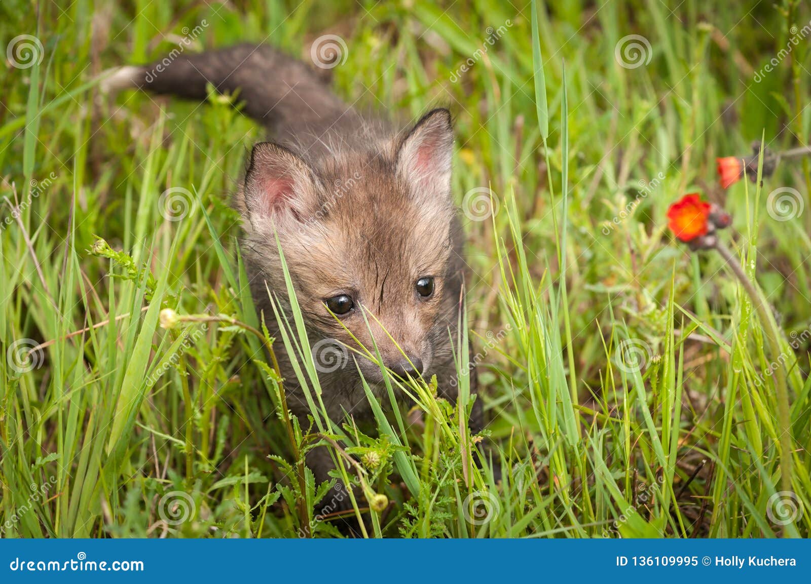 Red Fox Vulpes Vulpes Kit Walks Forward through Grass Summer Stock ... Red Fox Vulpes Vulpes Kit Walks Forward through Grass Summer Stock ...