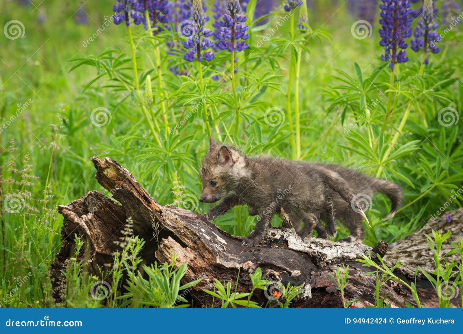 Red Fox Vulpes Vulpes Kits Walk Across Log Stock Photo - Image of ...