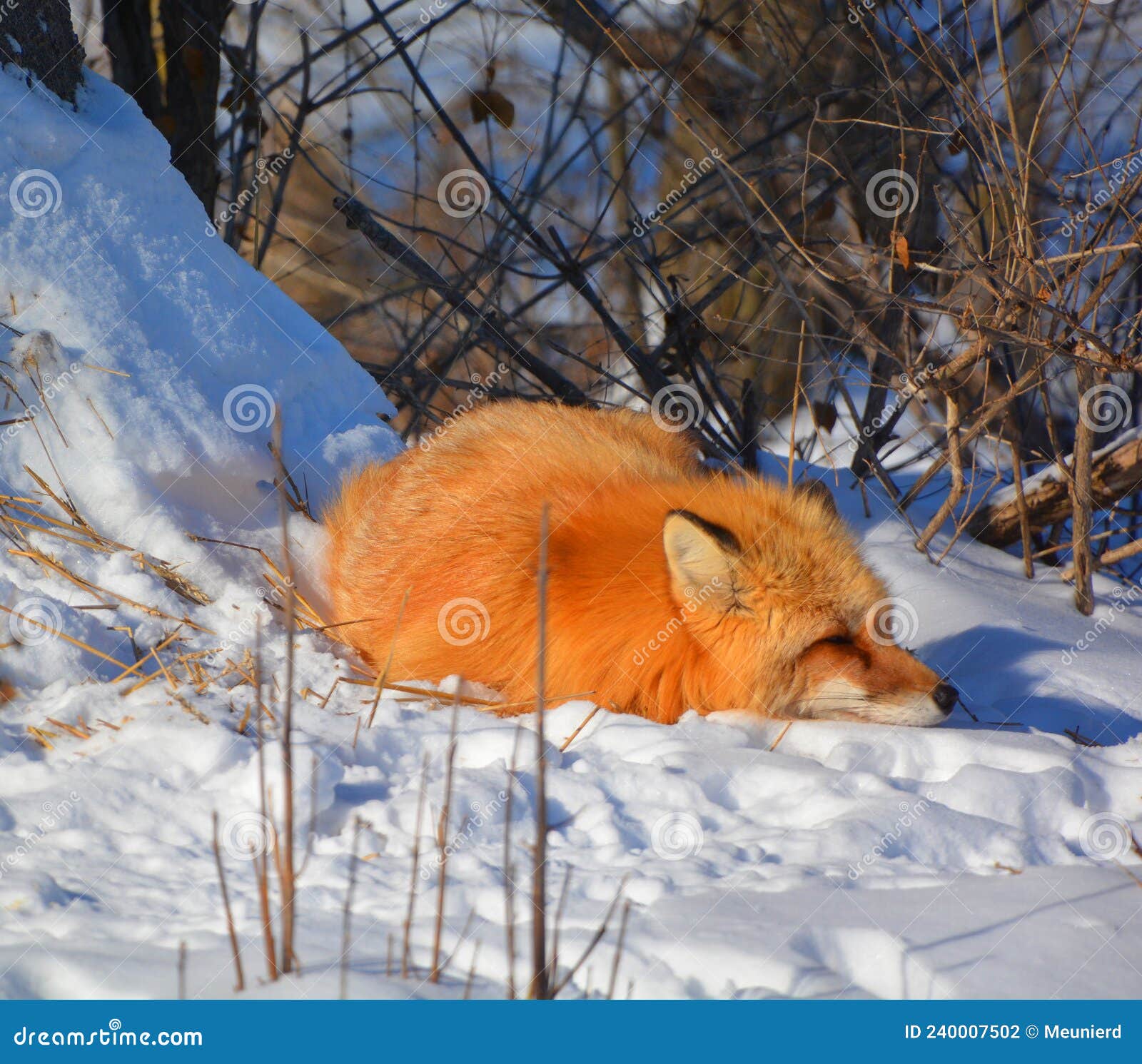 The Red Fox Vulpes Vulpes is the Largest of the True Foxes Stock Photo ...