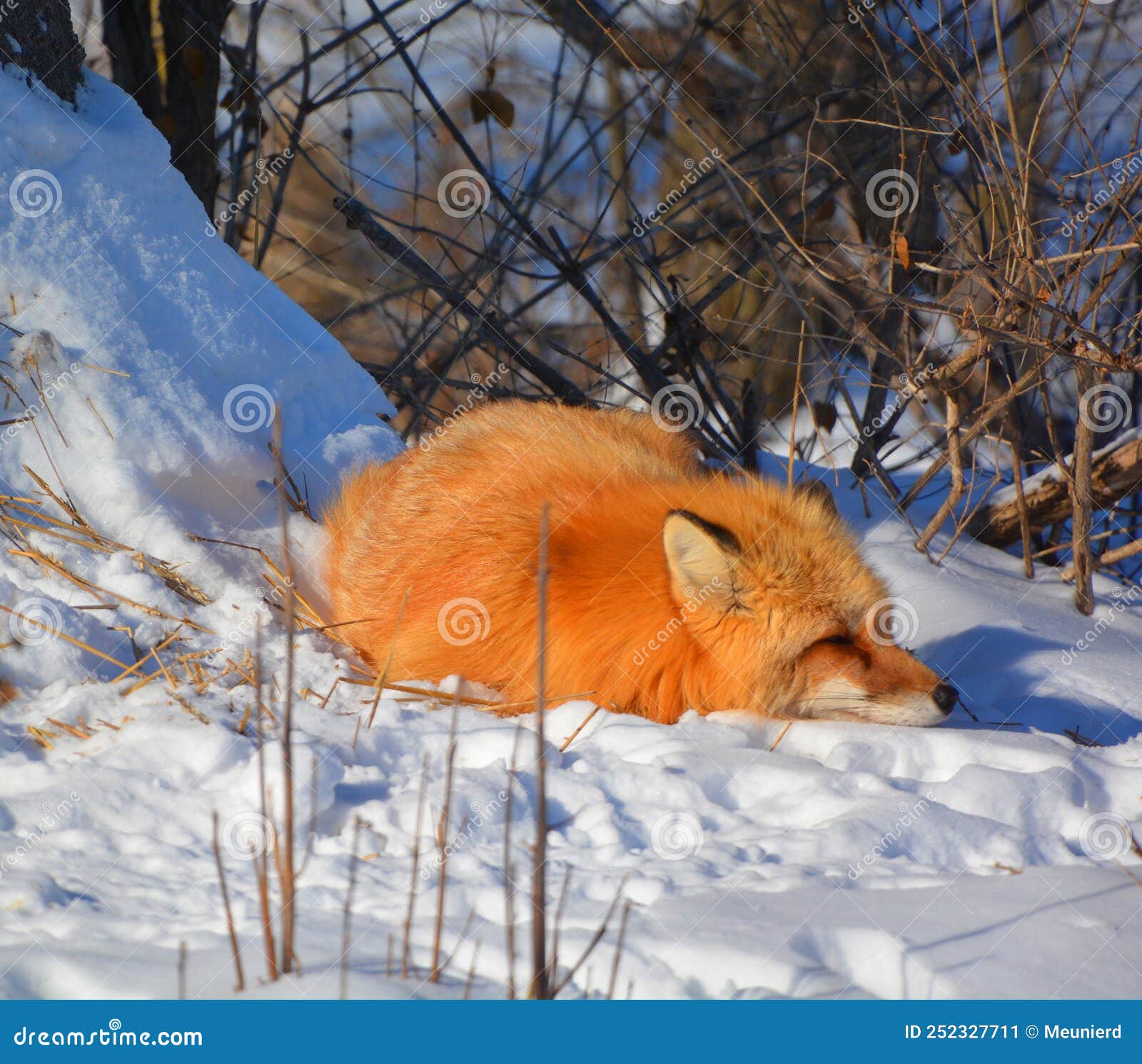 The Red Fox Vulpes Vulpes is the Largest of the True Foxes Stock Image ...