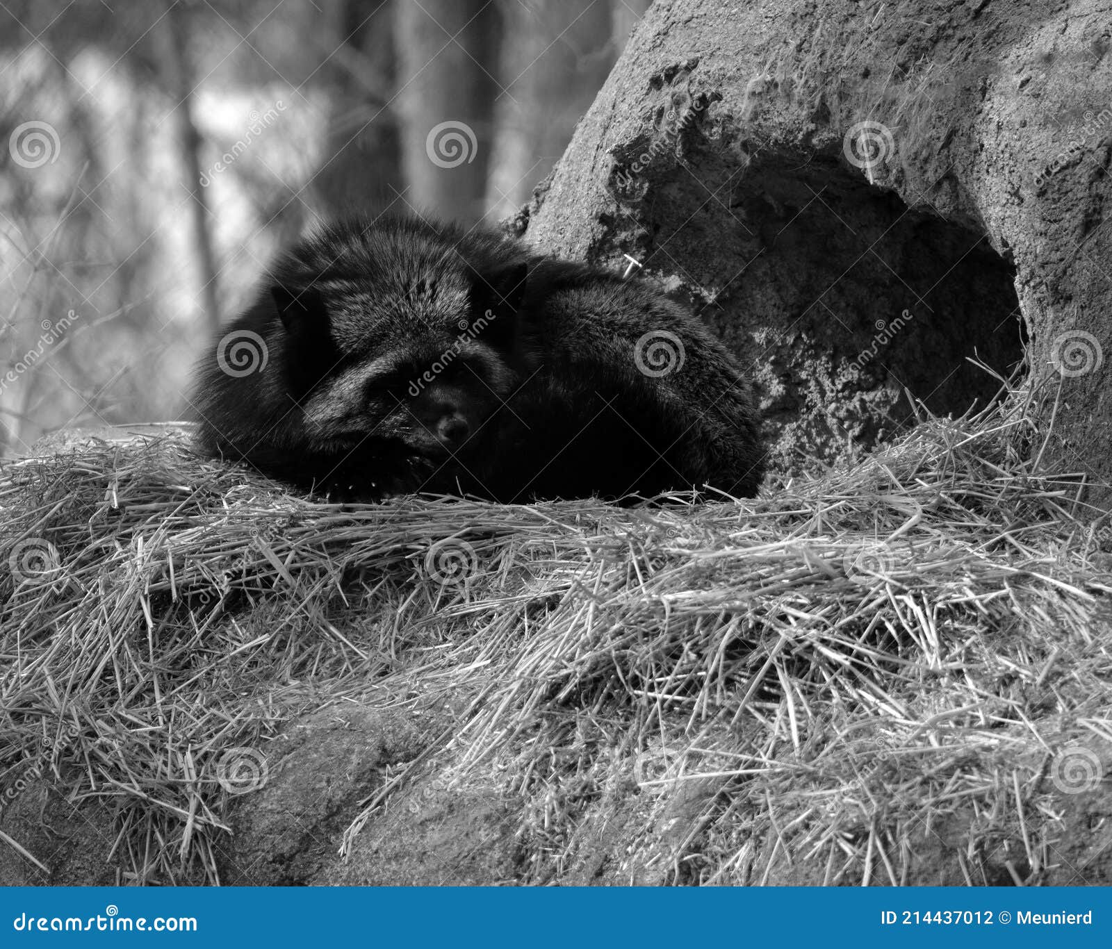 The Red Fox Vulpes Vulpes is the Largest of the True Foxes Stock Photo ...