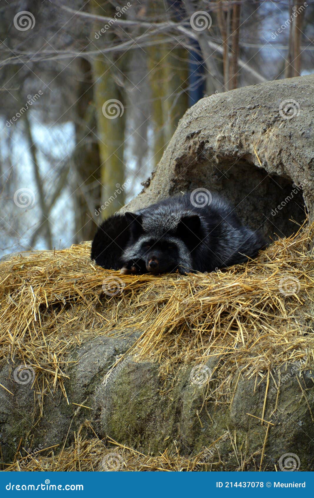 The Red Fox Vulpes Vulpes is the Largest of the True Foxes Stock Photo ...