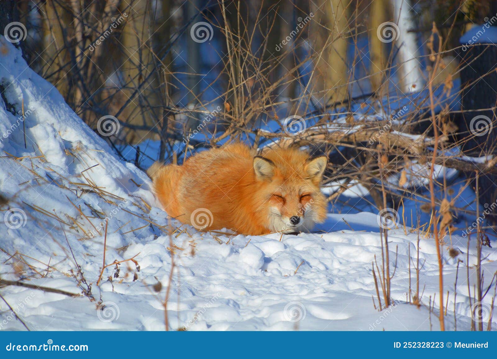 The Red Fox Vulpes Vulpes is the Largest of the True Foxes Stock Image ...