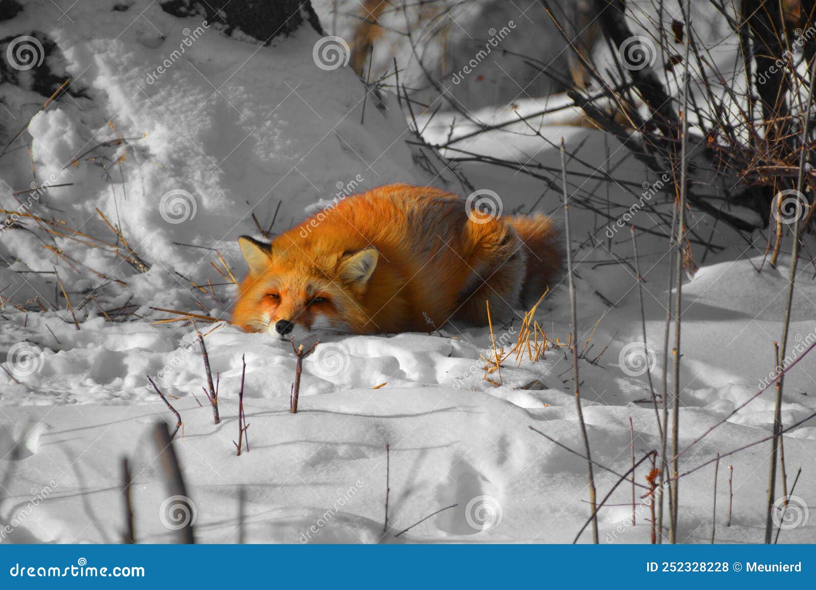 The Red Fox Vulpes Vulpes is the Largest of the True Foxes Stock Photo ...