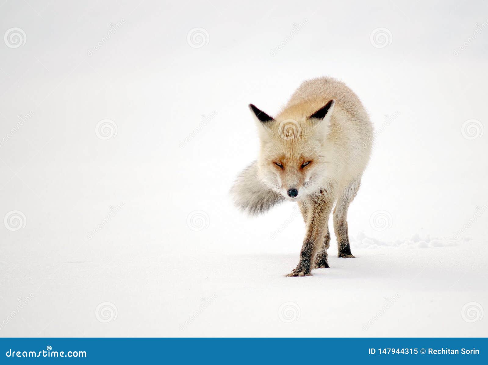 Fox in Natural Habitat. Winter and Snow. Stock Image - Image of ...