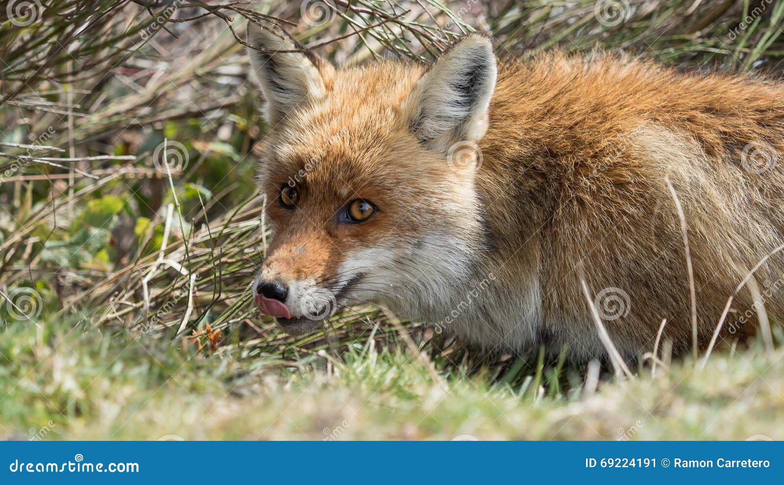 Hidden Red Fox, Vulpes Vulpes, At Snow Winter. Wildlife Scene From ...