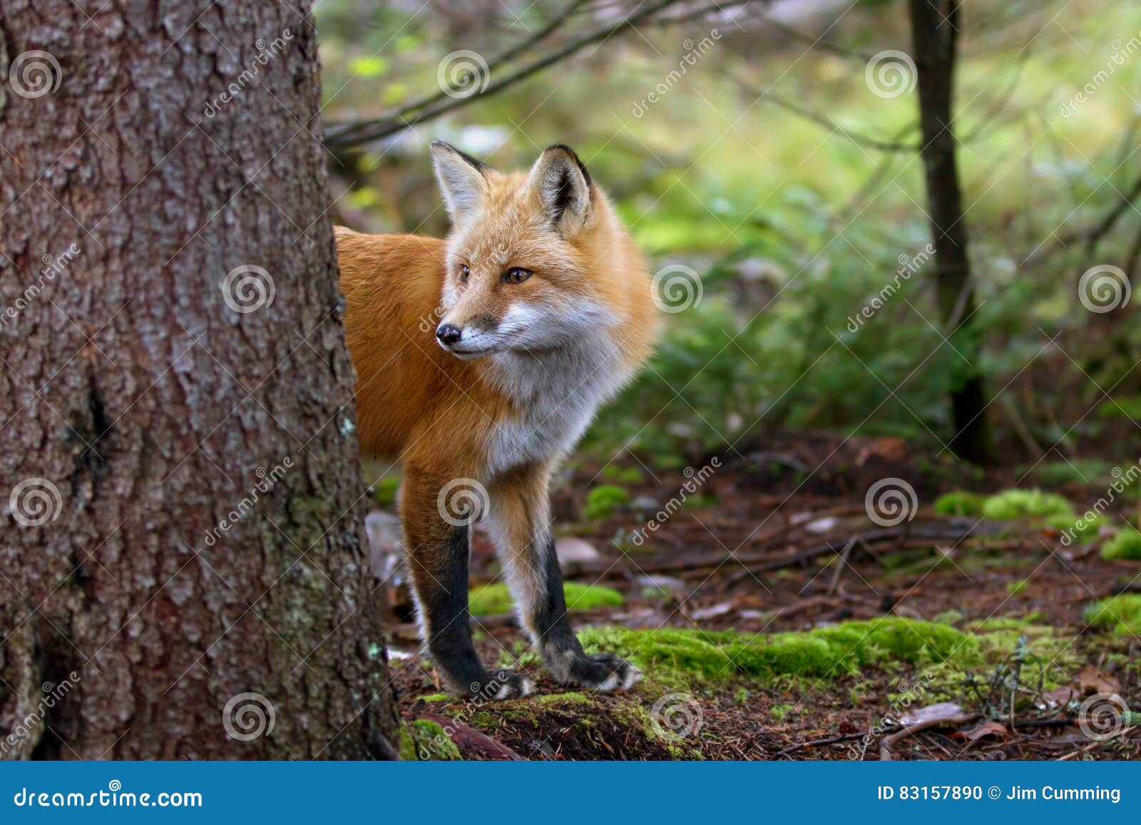 Red Fox Vulpes Vulpes Peers Out from Behind a Tree in Algonquin Park ...