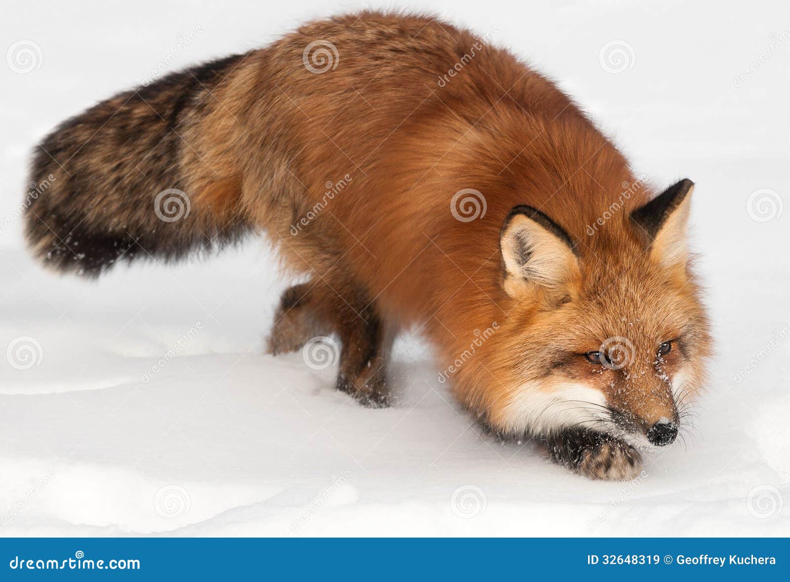 Red Fox (Vulpes Vulpes) Prowl Stock Image - Image of snow, wintertime ...