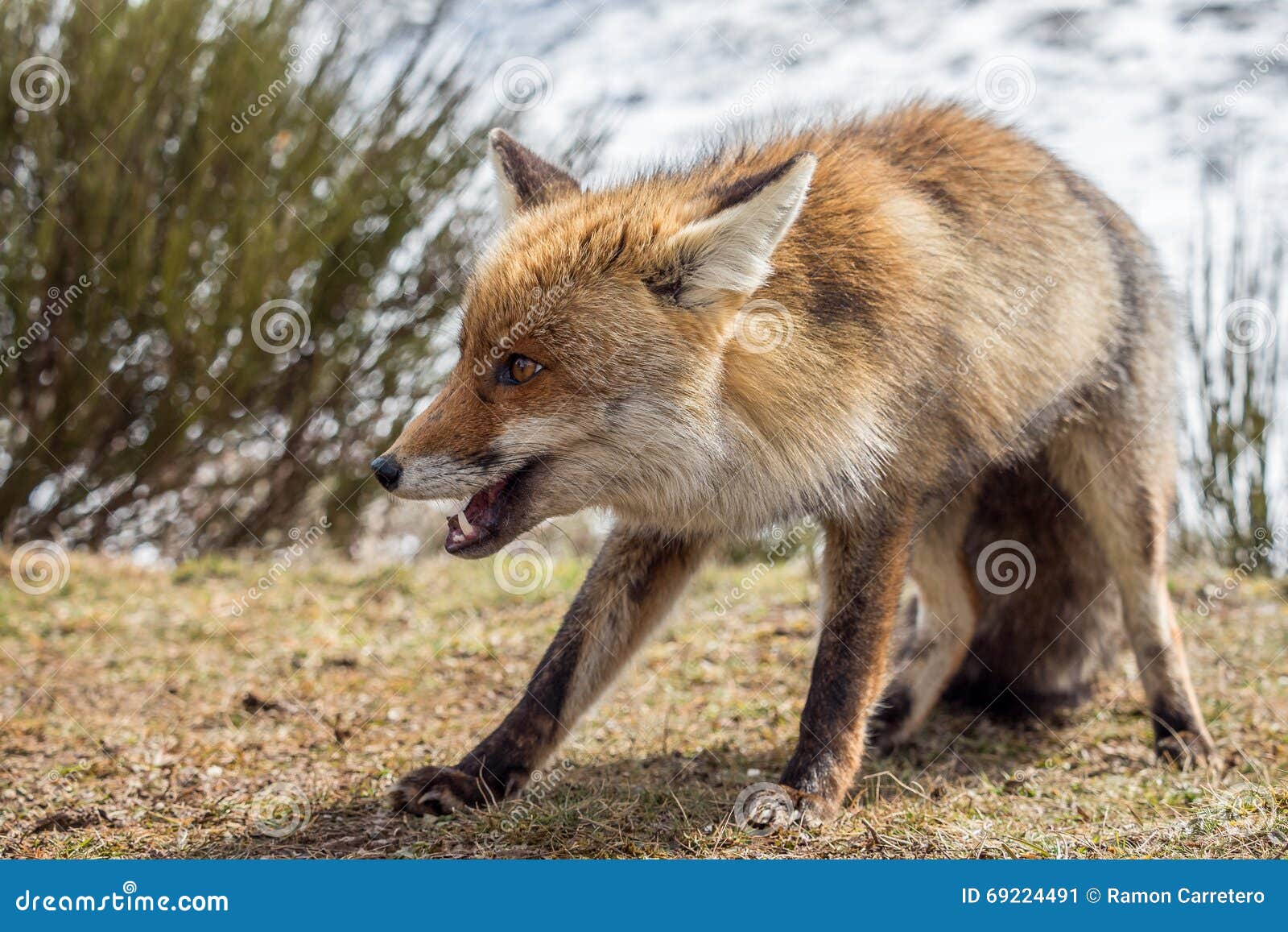 Red Fox (Vulpes Vulpes) Ready To Fight Stock Image - Image of cute ...