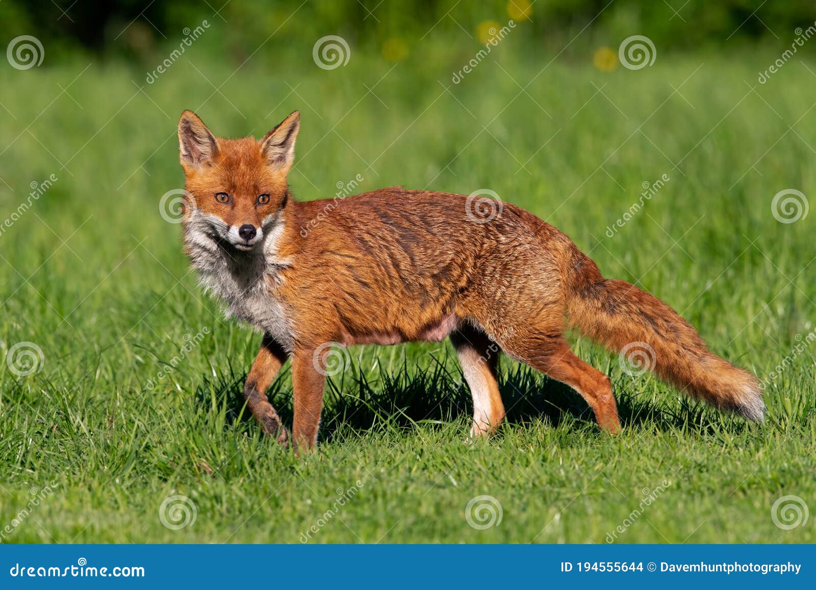 Red Fox, Vulpes vulpes stock photo. Image of outdoors - 194555644