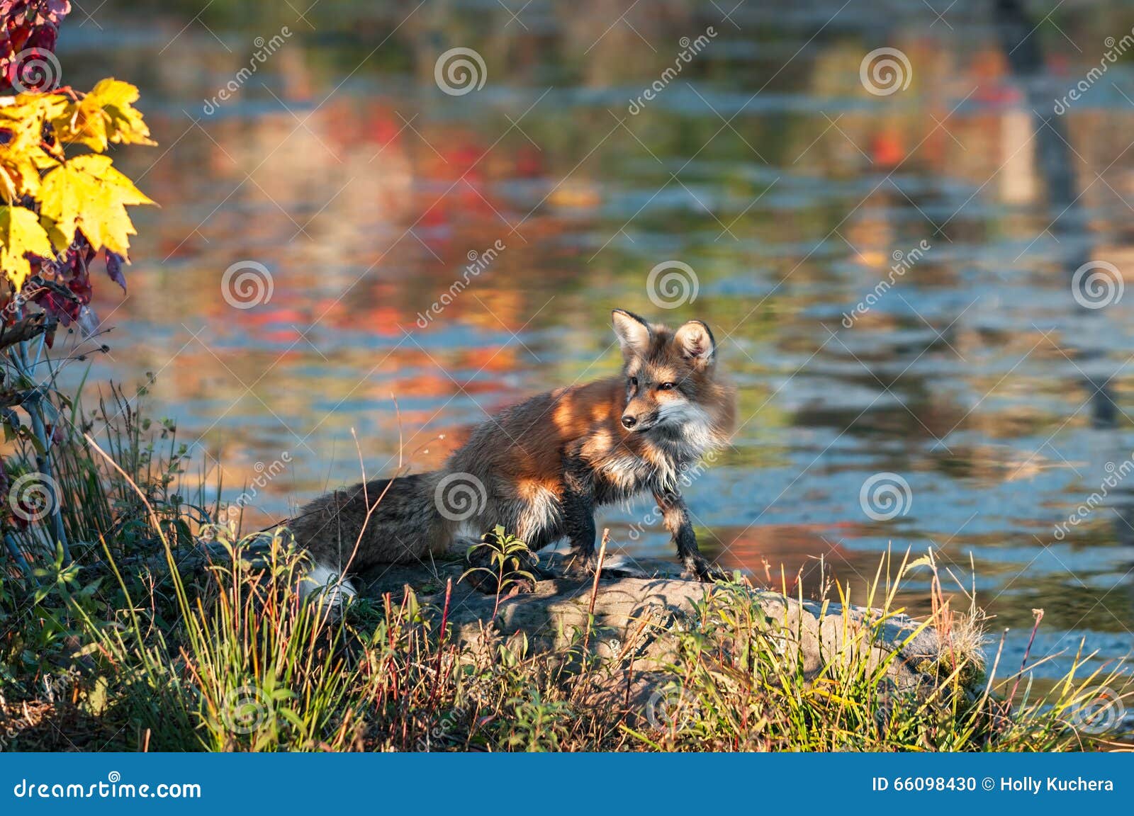 Red Fox (Vulpes Vulpes) Sits in Dappled Light Stock Photo - Image of ...
