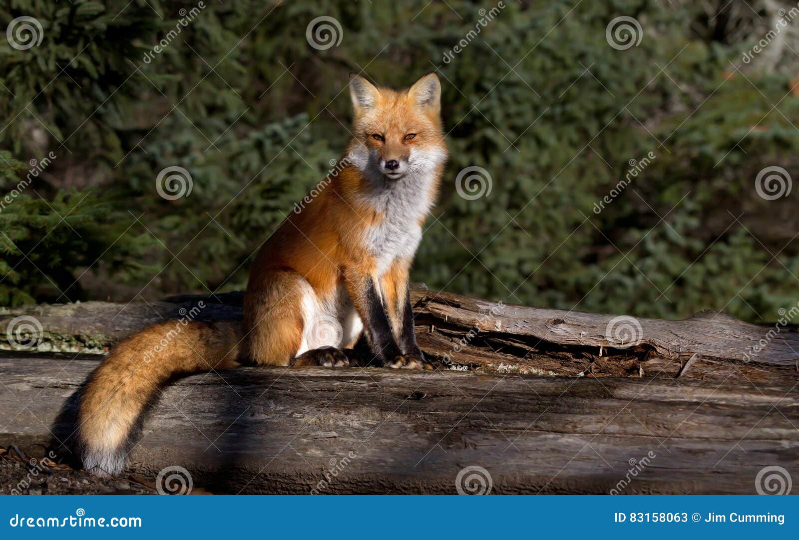 Red Fox Vulpes Vulpes Sitting On A Log In Algonquin Park In Autumn In ...