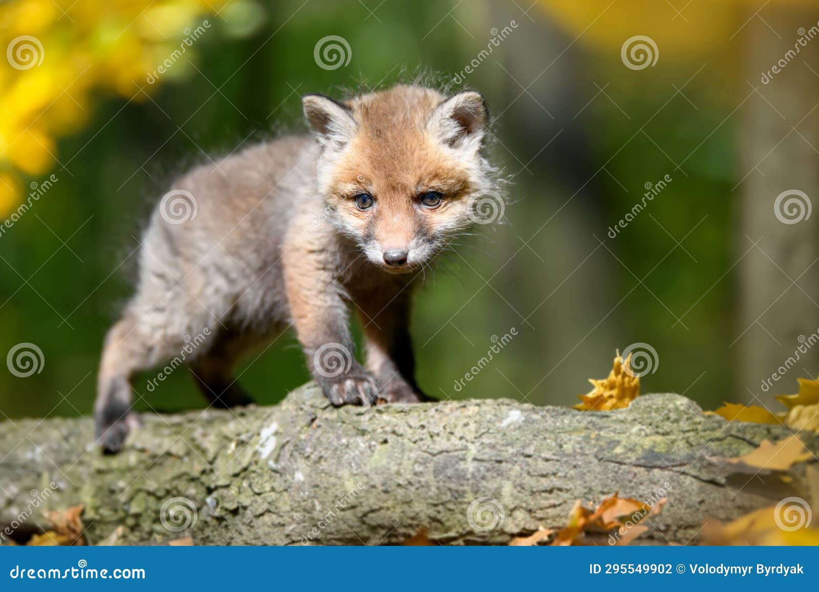 Red Fox, Vulpes Vulpes, Small Young Cub in Forest on Branch Stock Photo ...