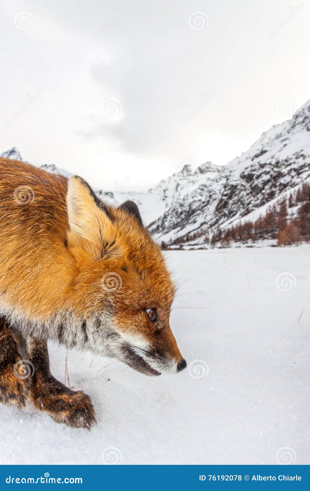 Red Fox (Vulpes Vulpes) in the Snow Stock Photo - Image of mammals ...
